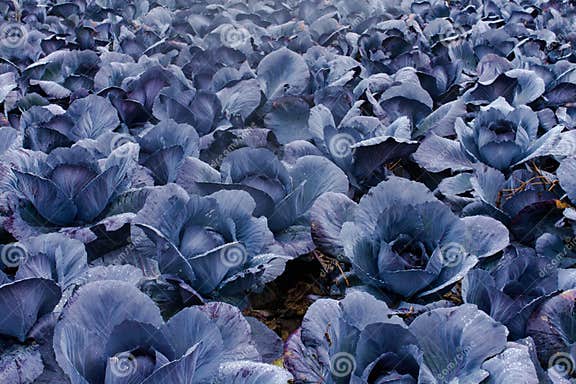 Red cabbage field stock image. Image of background, cultivation - 62699829