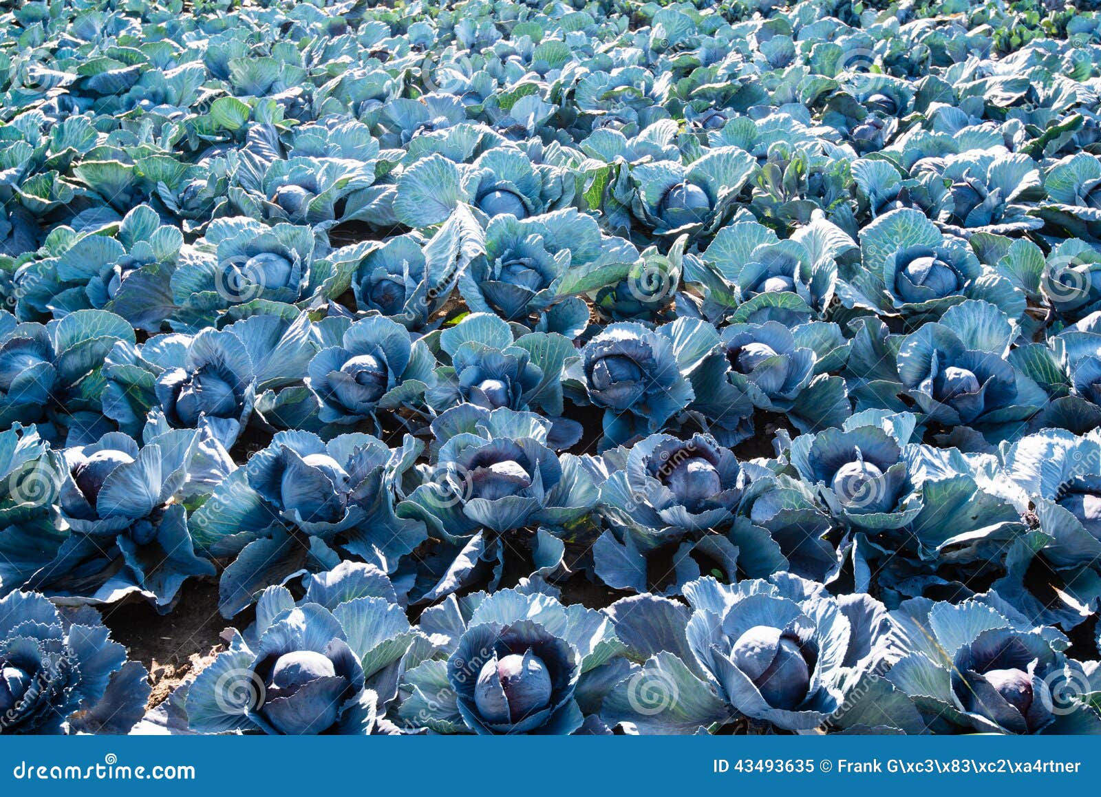 Red cabbage field stock image. Image of crop, nature - 43493635 Red cabbage field stock image. Image of crop, nature - 43493635