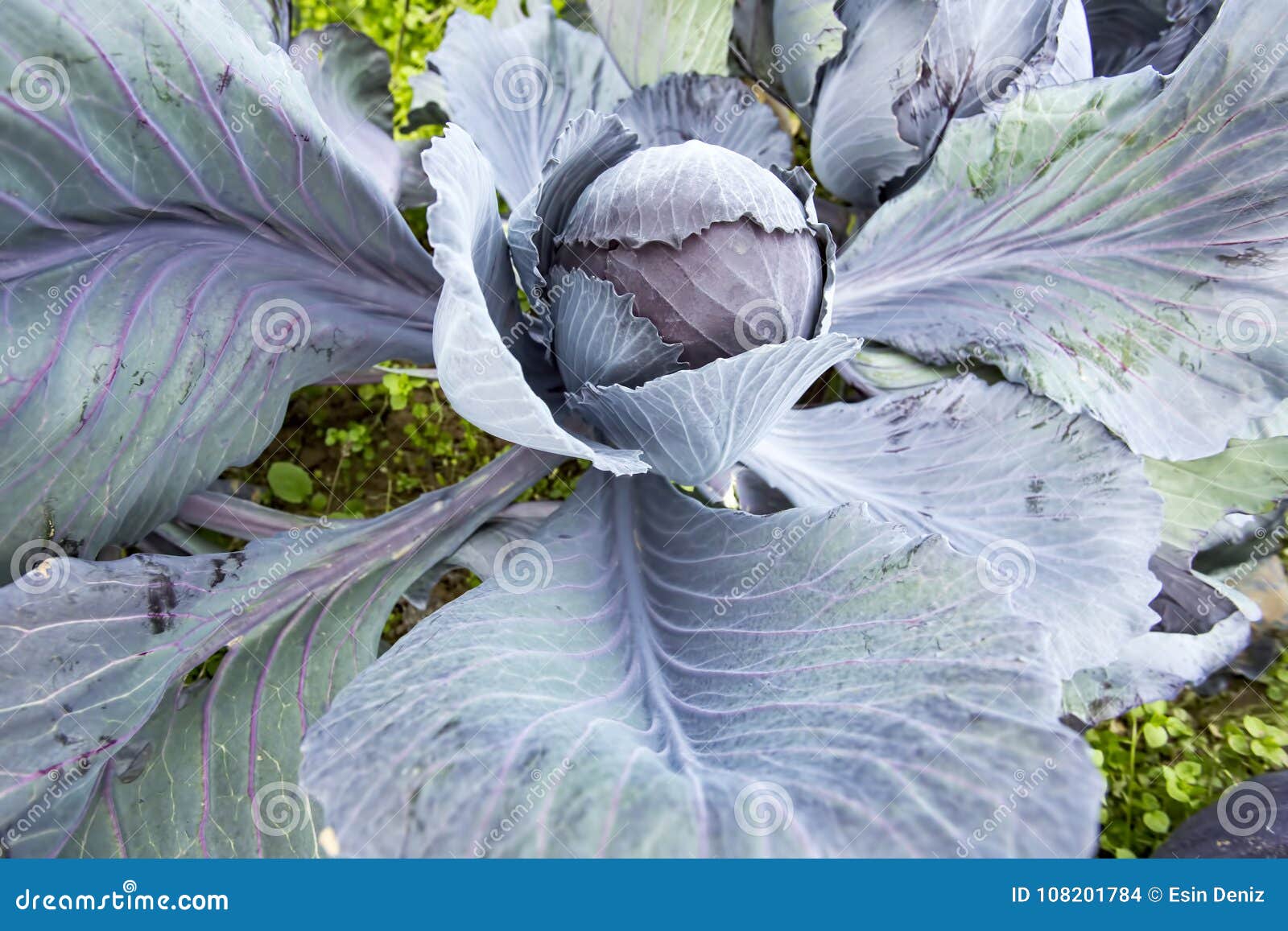 The Red Cabbage Field stock photo. Image of winter, plant - 108201784