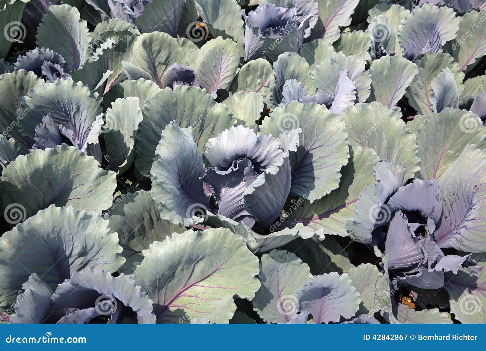 Red Cabbage stock image. Image of farming, groceries - 42842867