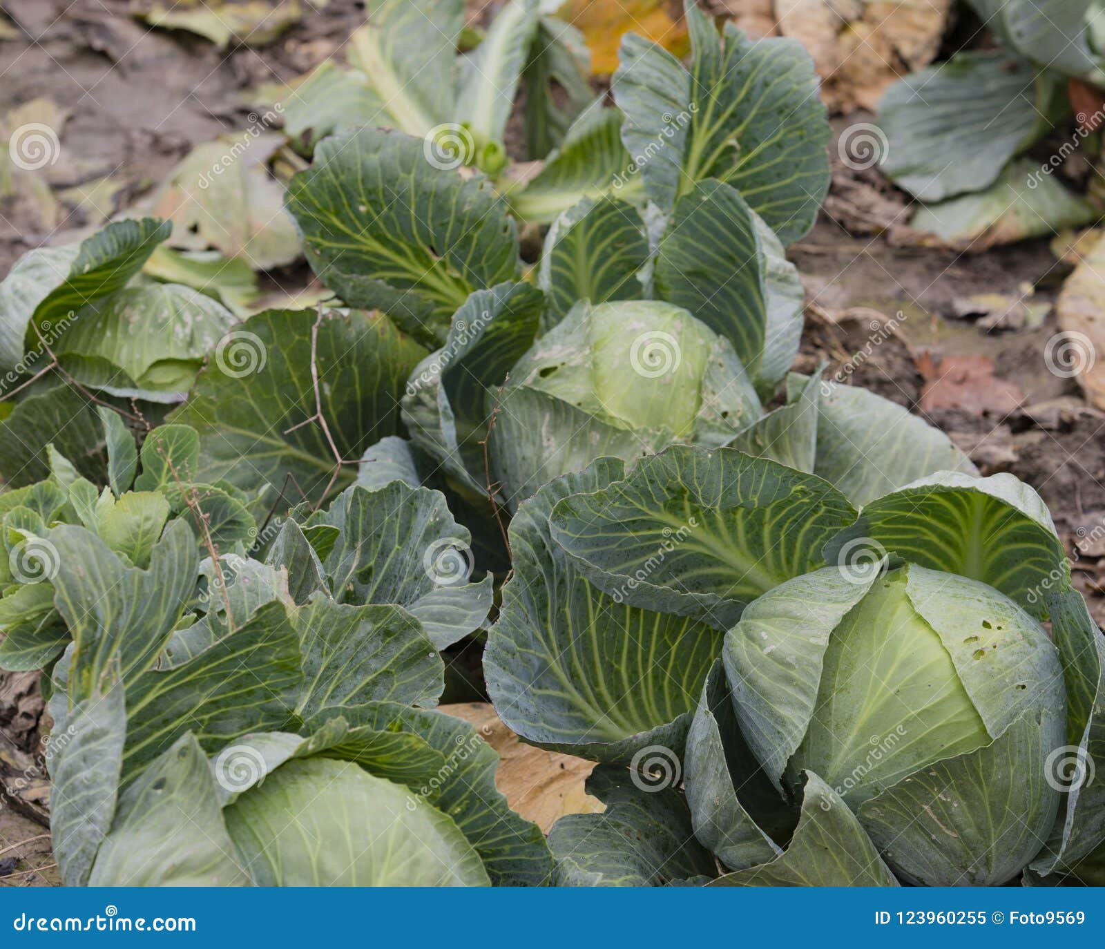 Red Cabbage and Cabbage on a Cabbage Field in Schleswig Holstein Stock ...