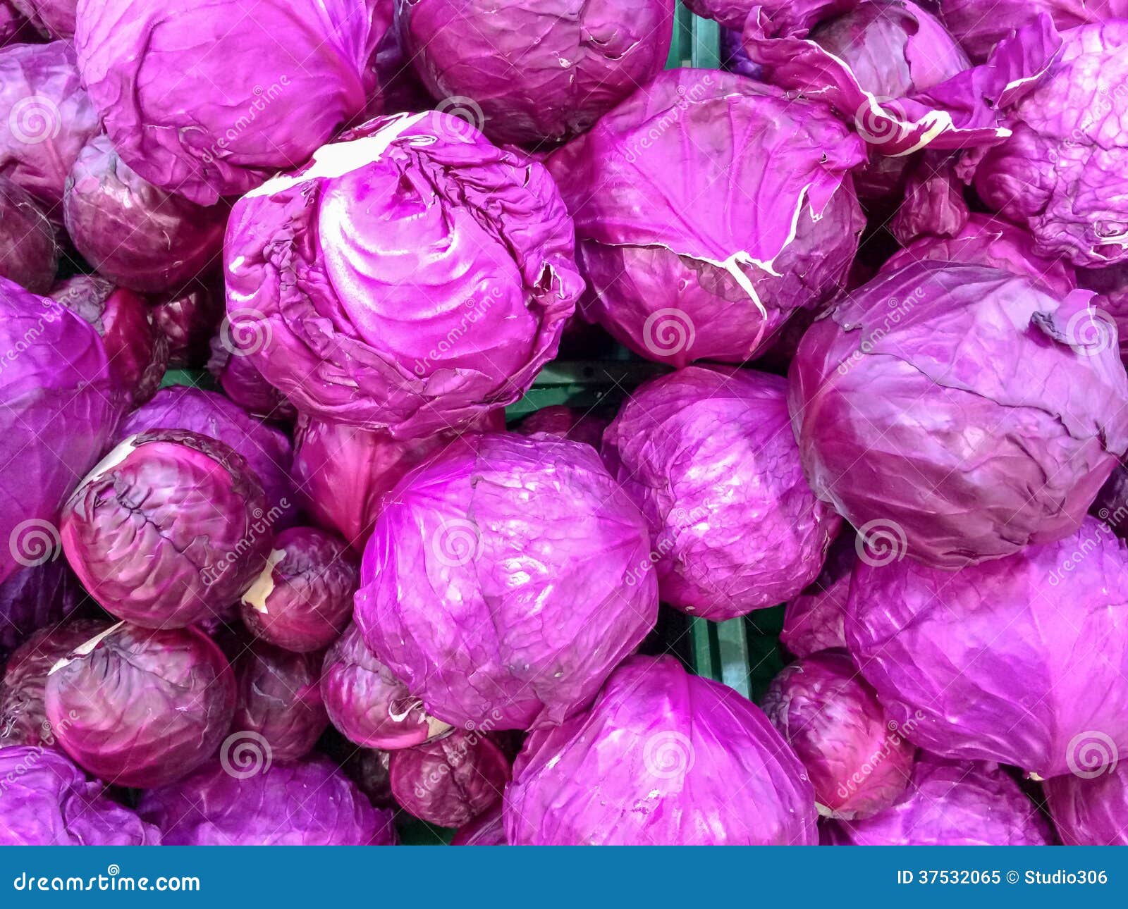 Red cabbage stock image. Image of harvesting, food, dinner - 37532065