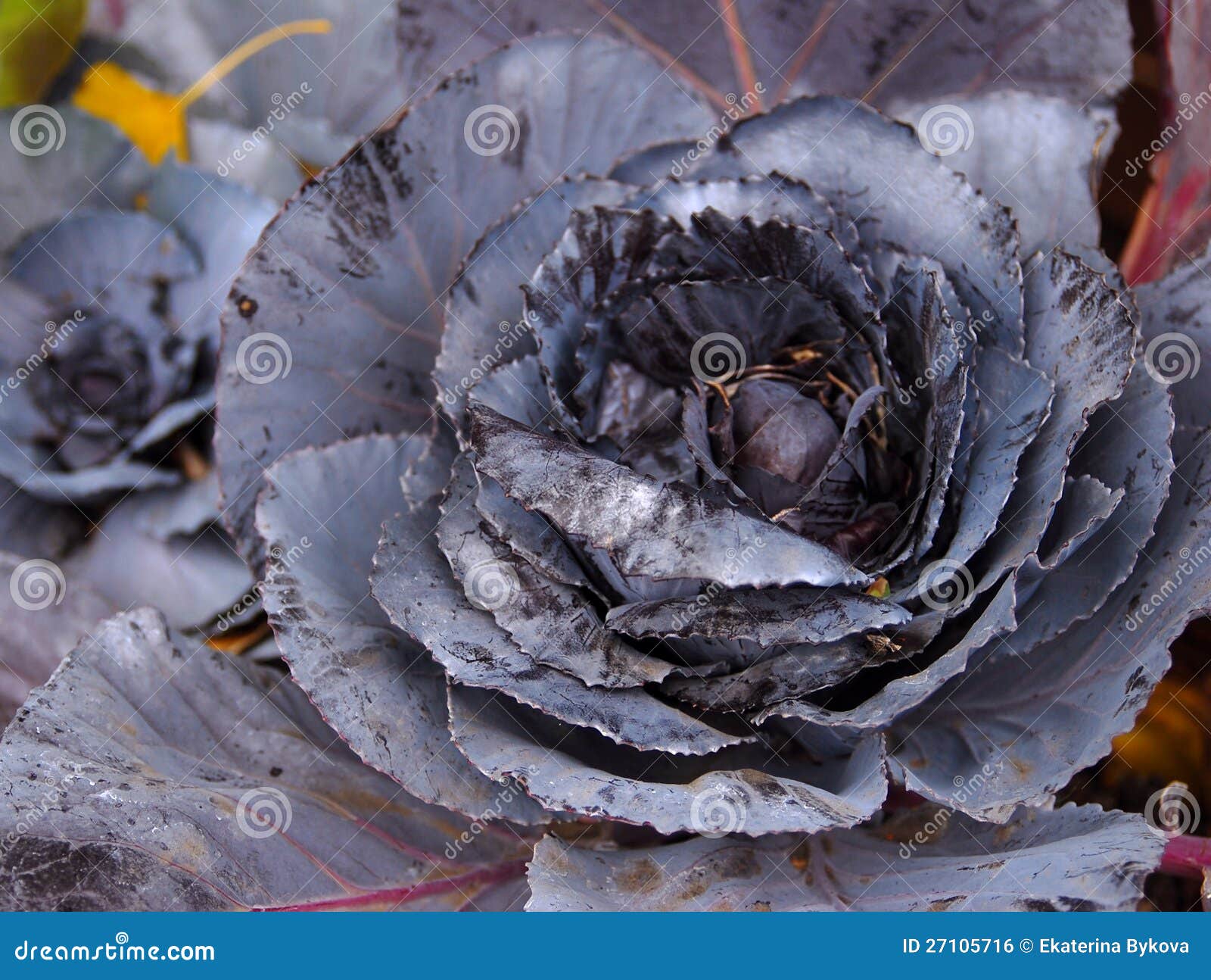 Red Cabbage Growing in the Garden Stock Photo - Image of agriculture ...