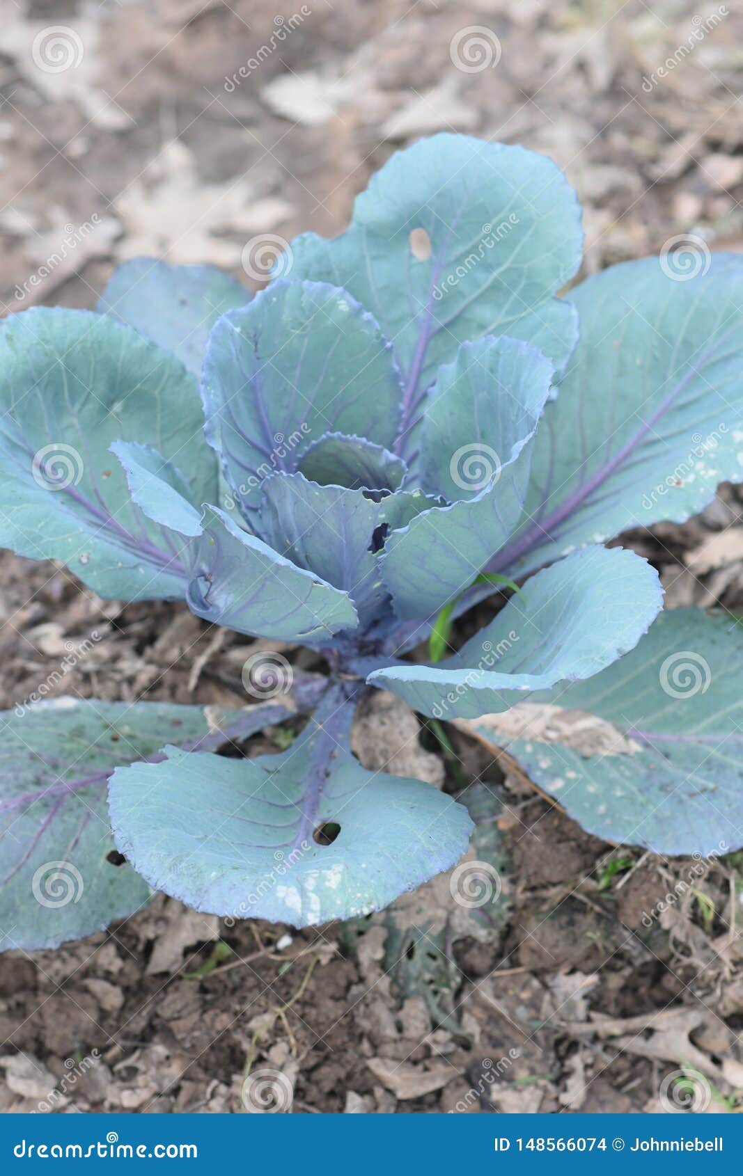 Red Cabbage stock photo. Image of cinn, coffee, bush - 148566074