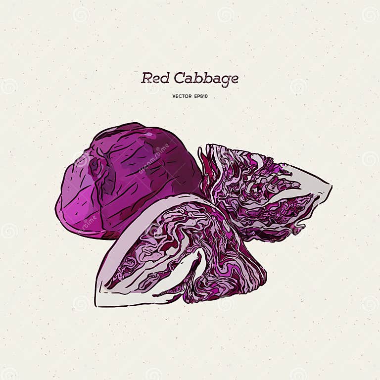 Red Cabbage, Hand Draw Sketch Vector Stock Vector - Illustration of leaf, diet: 172838277