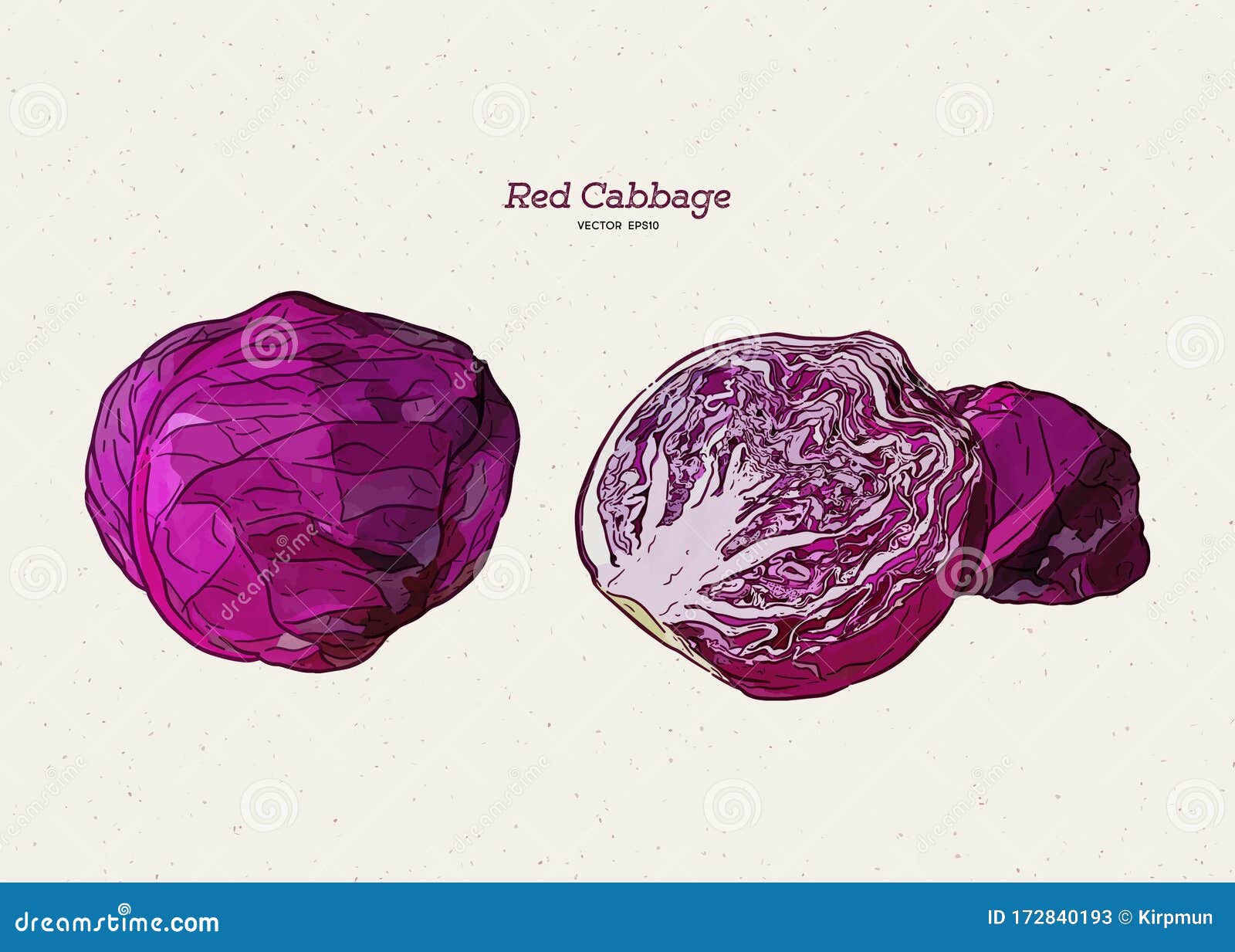 Red Cabbage, Hand Draw Sketch Vector Stock Vector - Illustration of ...