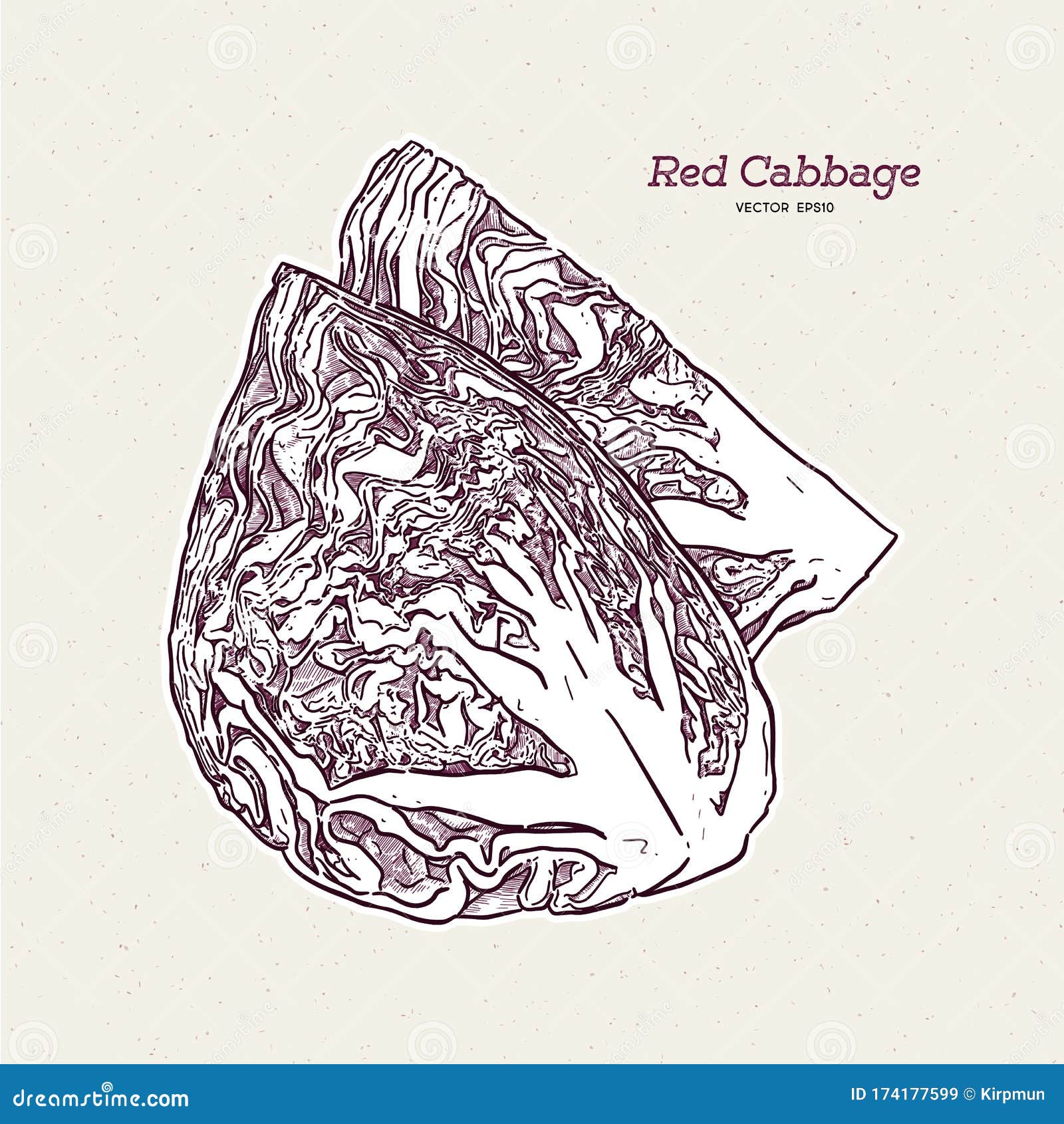 Red Cabbage, Hand Draw Sketch Vector Stock Vector - Illustration of ...