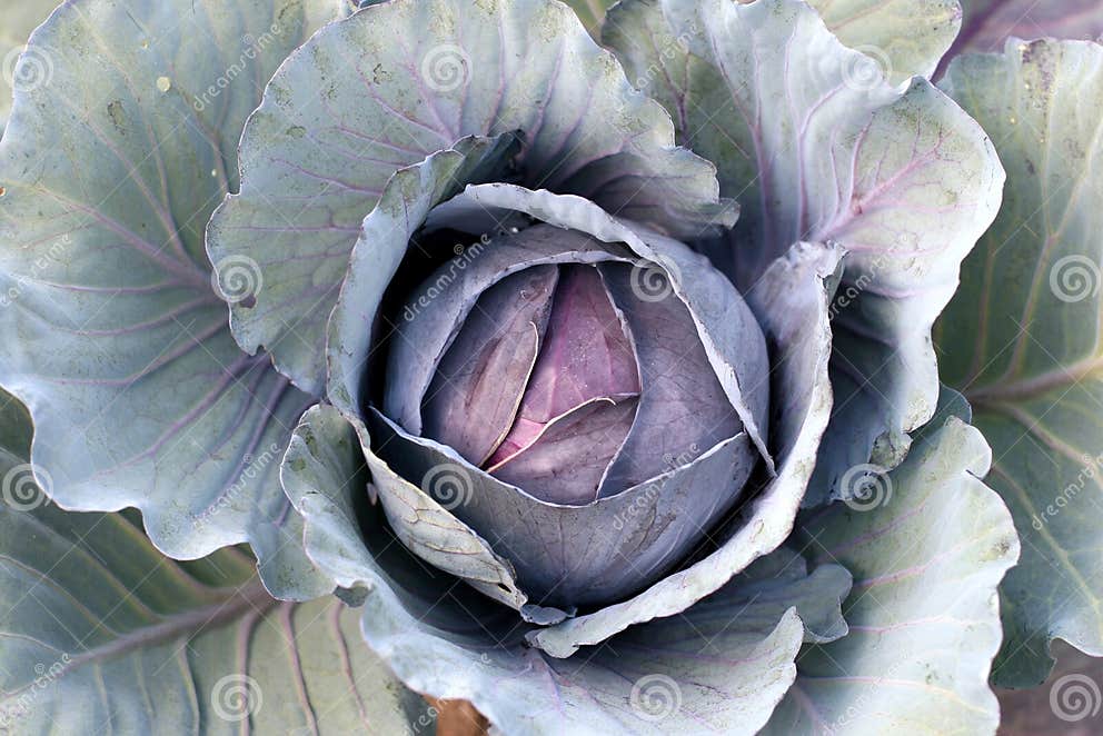 Red cabbage head stock photo. Image of brassica, fresh - 9045456