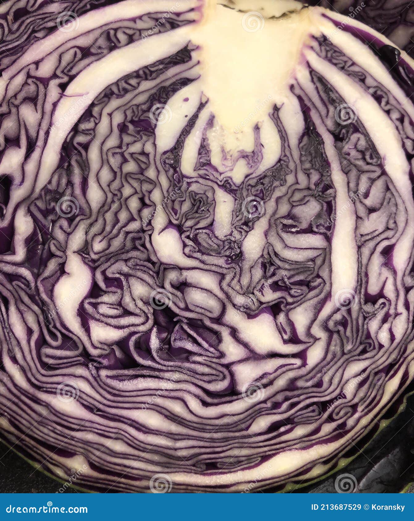 Cross Section of a Red Cabbage Head Stock Image - Image of delicious ...