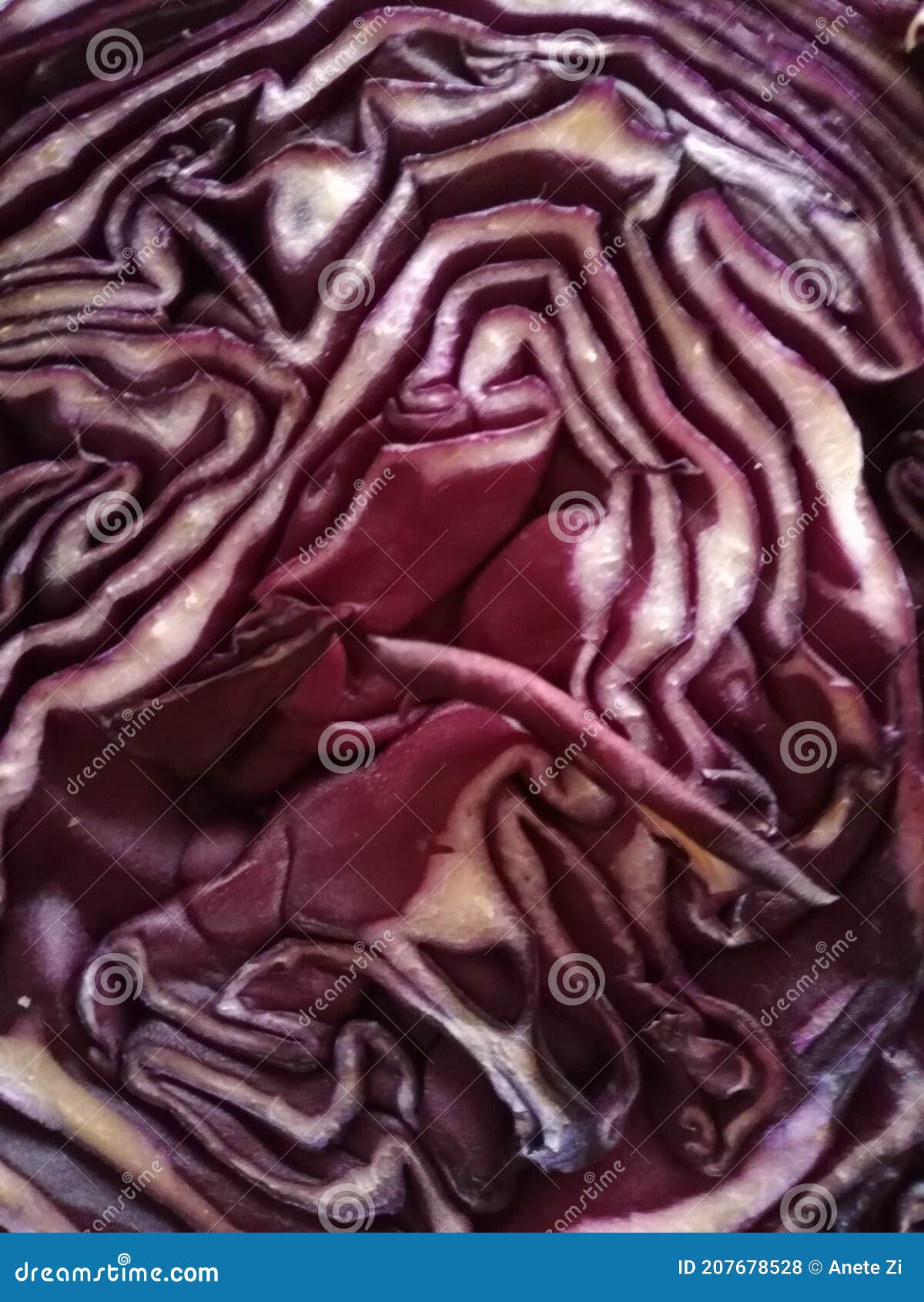 Red Cabbage Inside. Organic Stock Photo - Image of fresh, healthy ...
