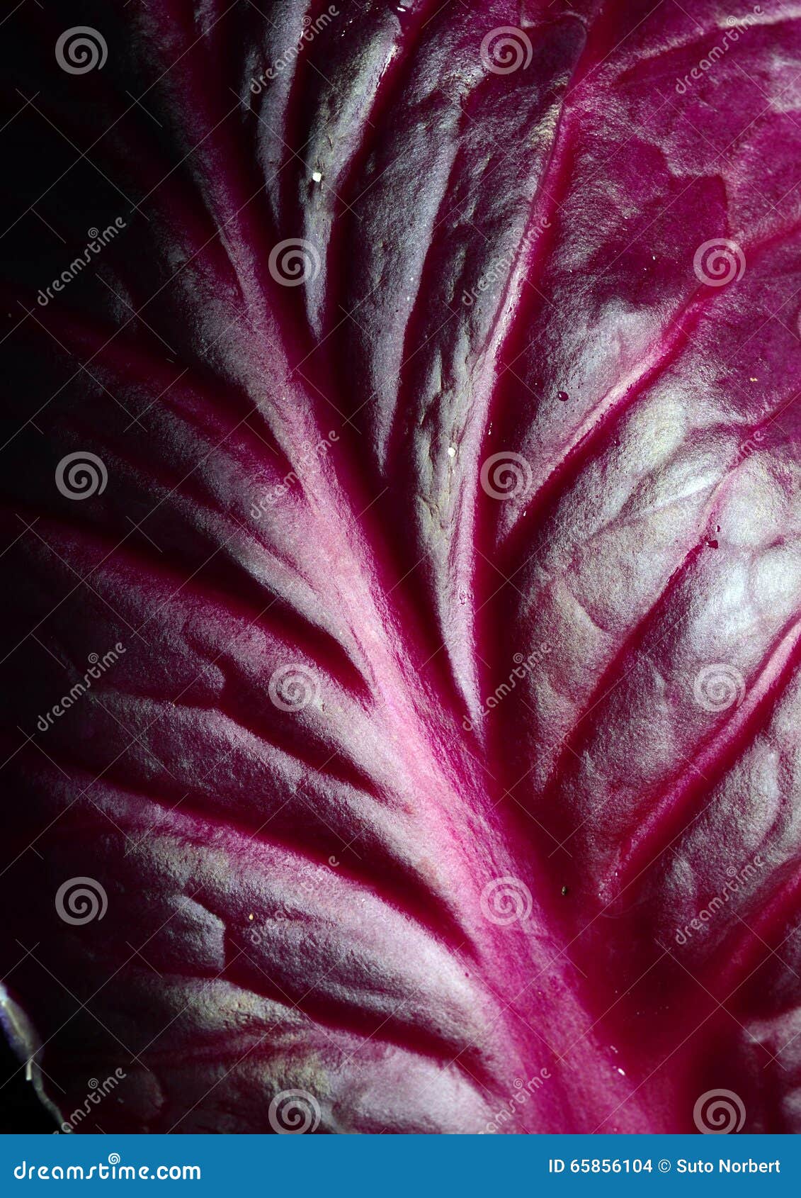 Red cabbage leaf stock photo. Image of salad, food, cabbage - 65856104