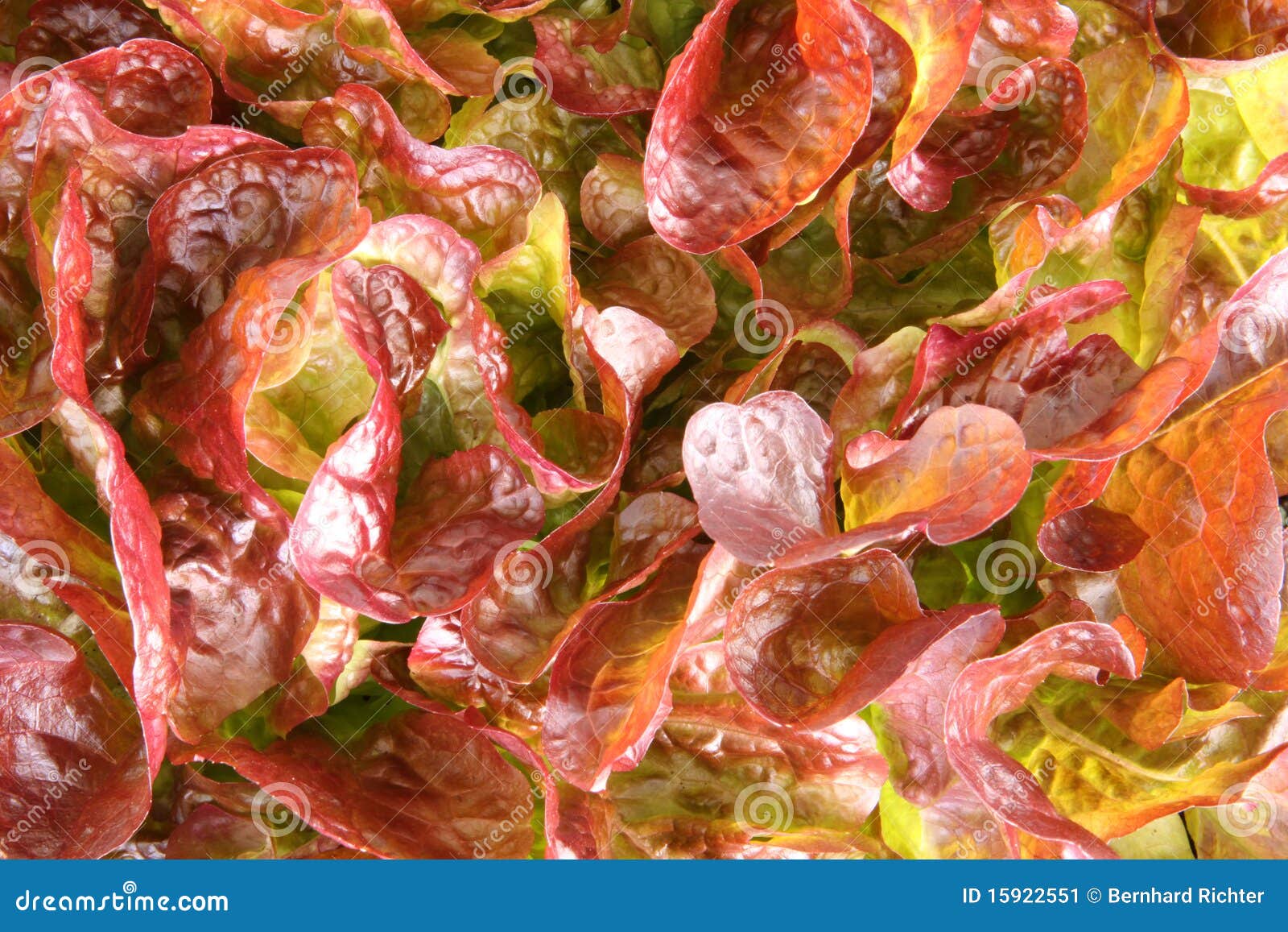 Red cabbage lettuce head stock image. Image of leaf, curly - 15922551