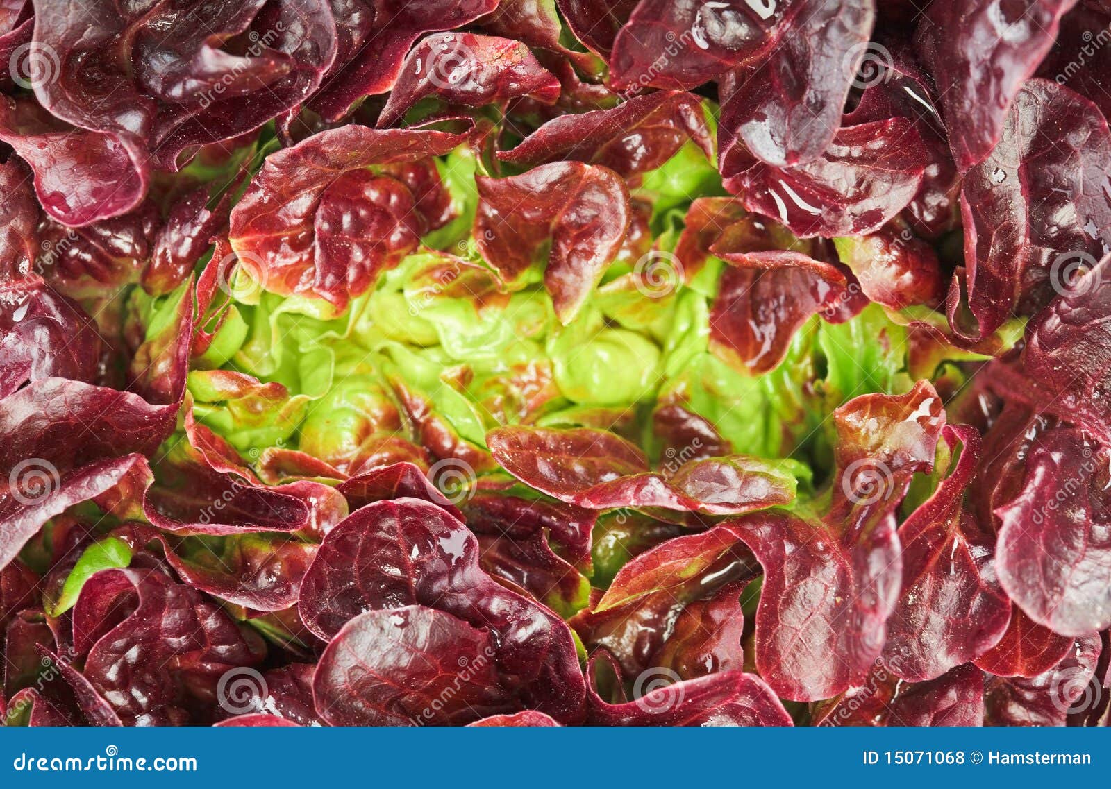 Red Cabbage Lettuce Head Background Stock Photo - Image of drops, color ...