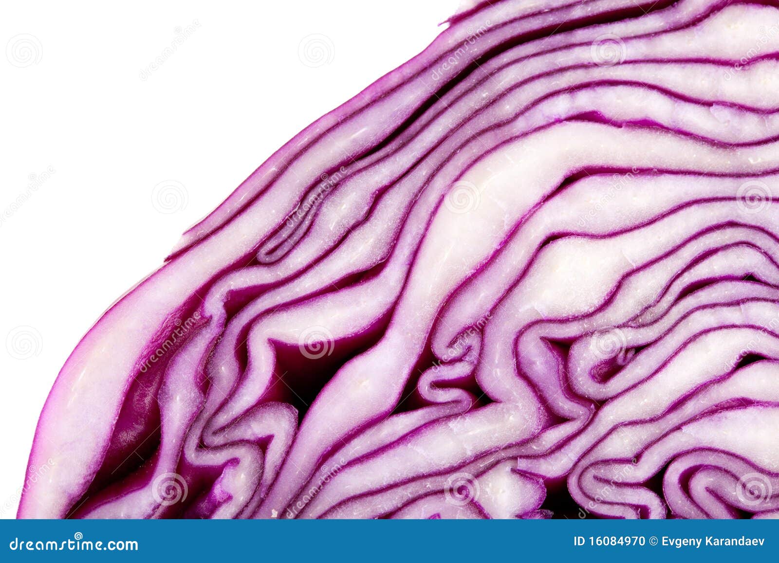 Red Cabbage macro stock photo. Image of violet, circle - 16084970