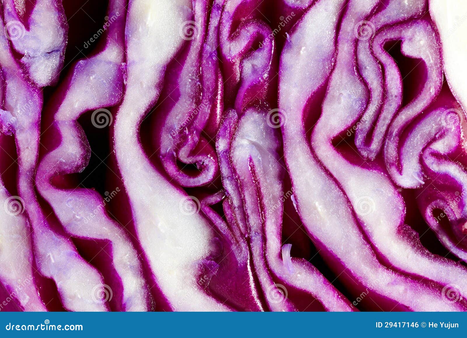 Red Cabbage macro stock photo. Image of food, cabbage - 29417146