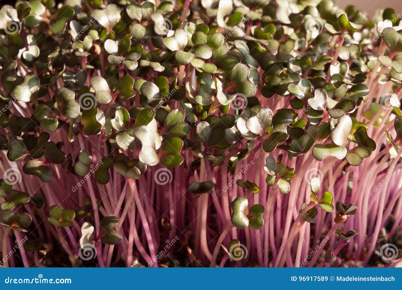 Red Cabbage Microgreens Grown Indoors, Five Days Old Stock Photography ...