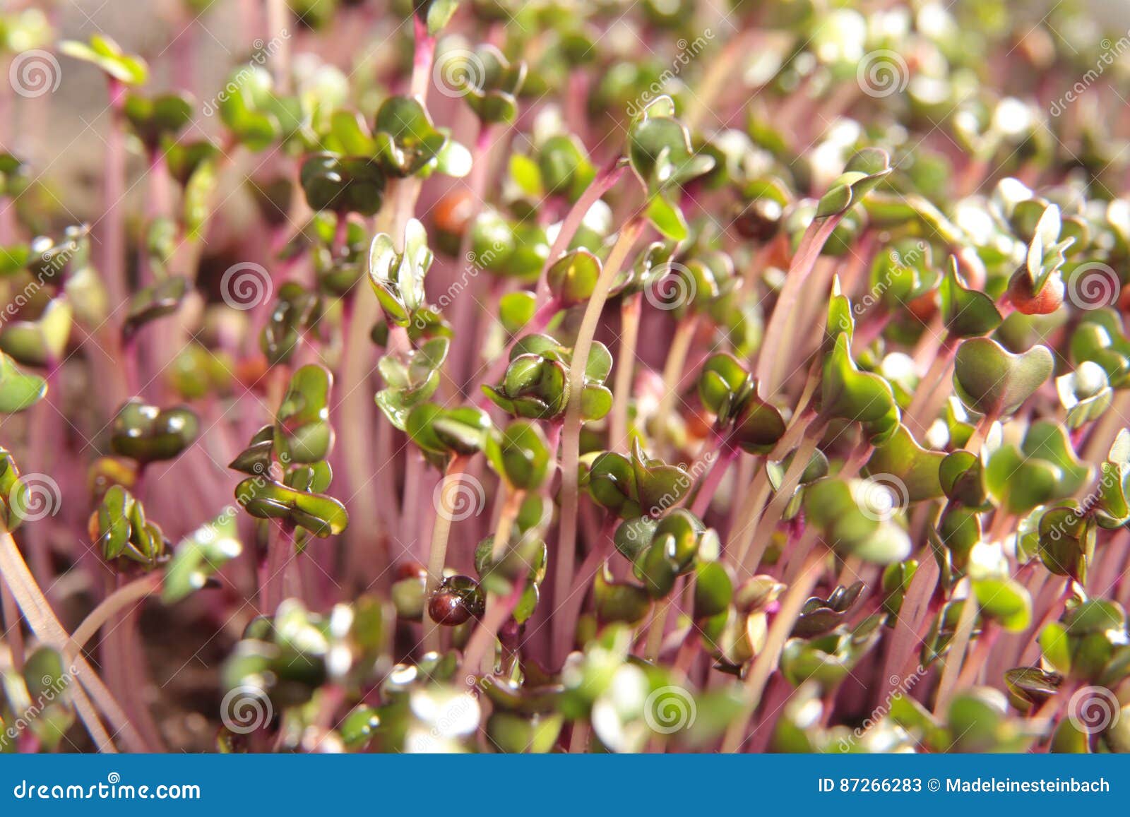 Red Cabbage Microgreens Grown Indoors, Five Days Old Stock Photography ...