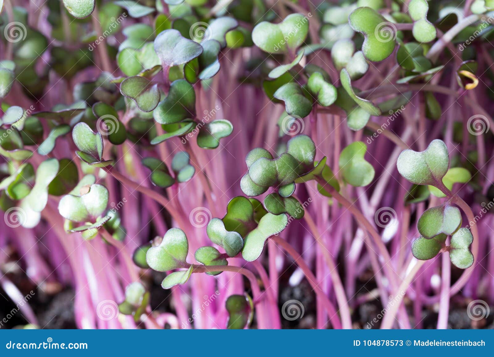 Red Cabbage Microgreens Grown Indoors, Five Days Old Stock Photography ...