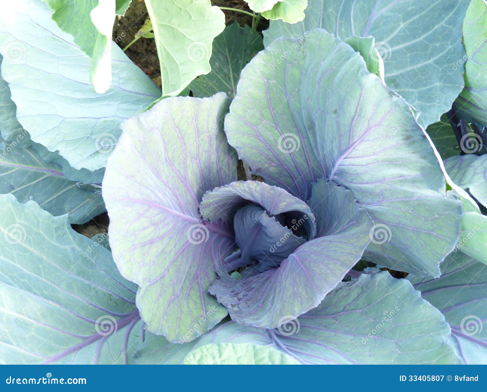 Red Cabbage in the Organic Garden Stock Image - Image of organic ...