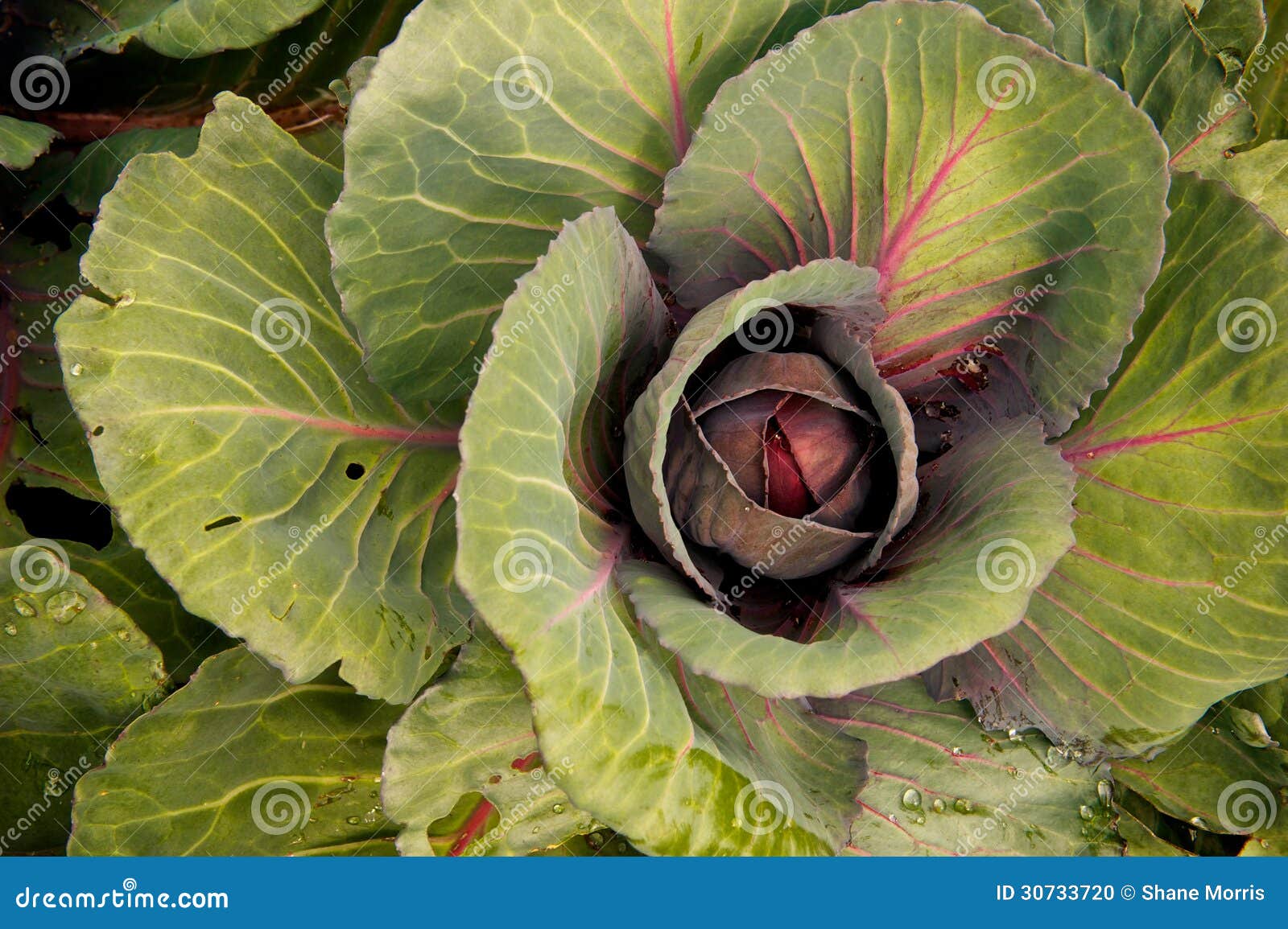 Red Cabbage Plant Growing in a Garden Stock Photo - Image of head, leaf ...