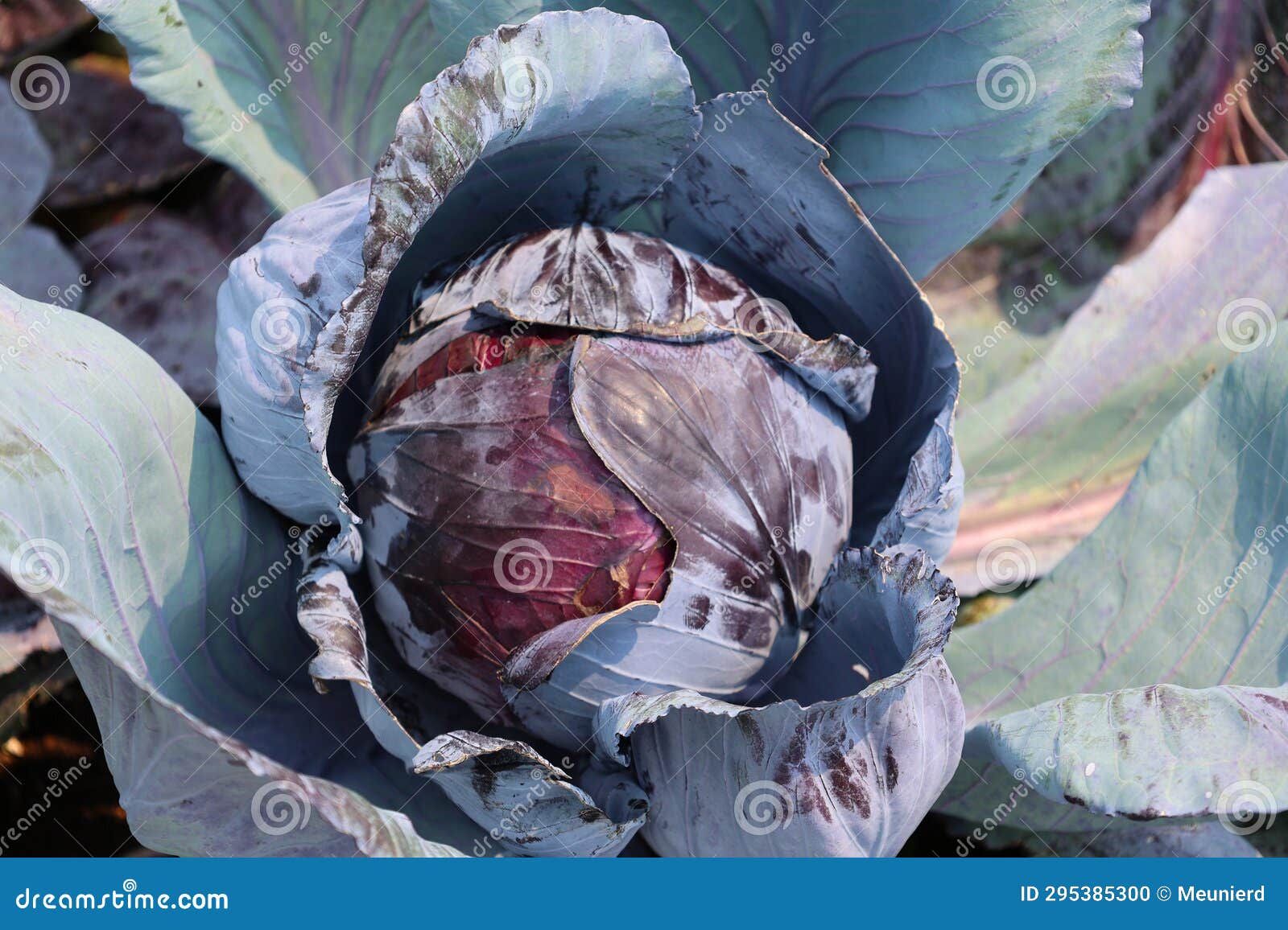 The Red Cabbage (purple-leaved Varieties of Brassica Oleracea Capitata ...