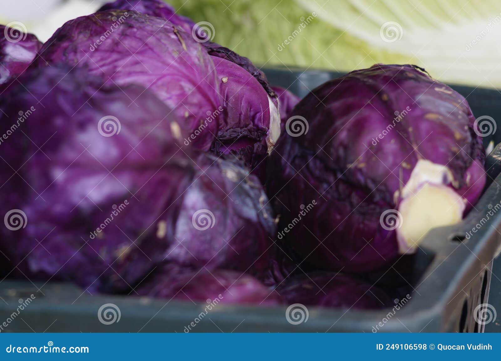 Red Cabbage and Quarter Slice on White Background Stock Photo - Image ...