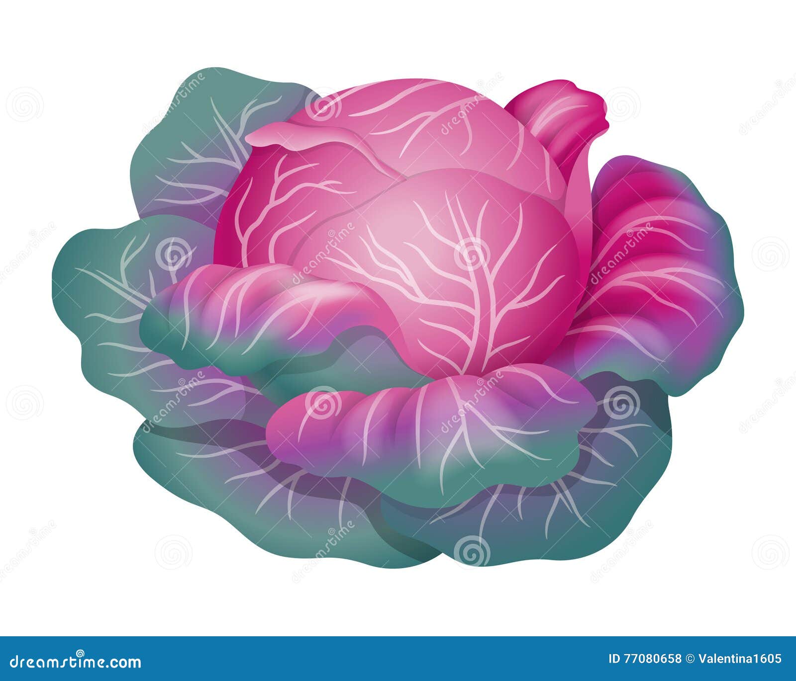 Red cabbage stock vector. Illustration of garden, colour - 77080658