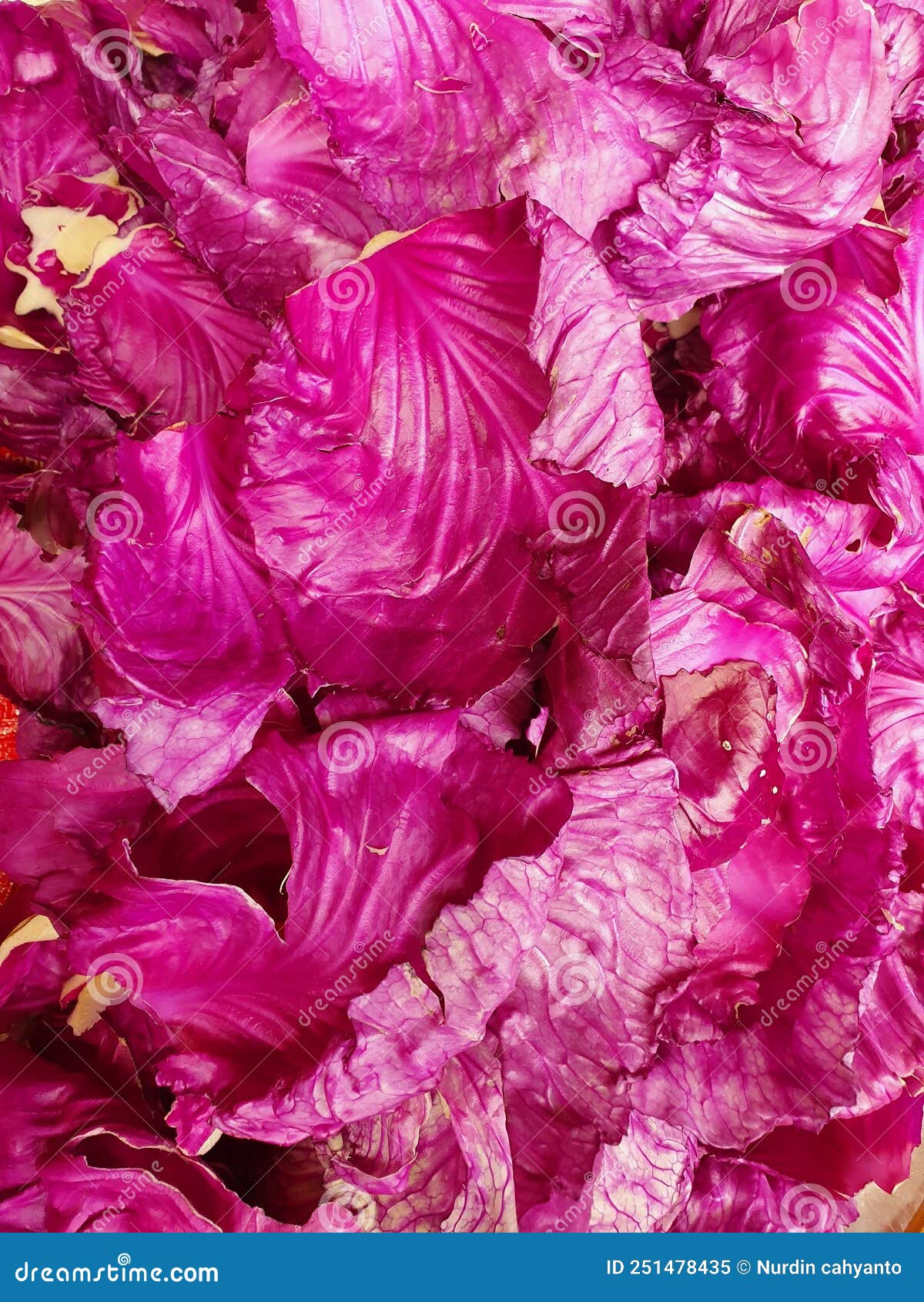 Red Cabbage Skin Abstract Photo Stock Image - Image of skin, cabbage ...