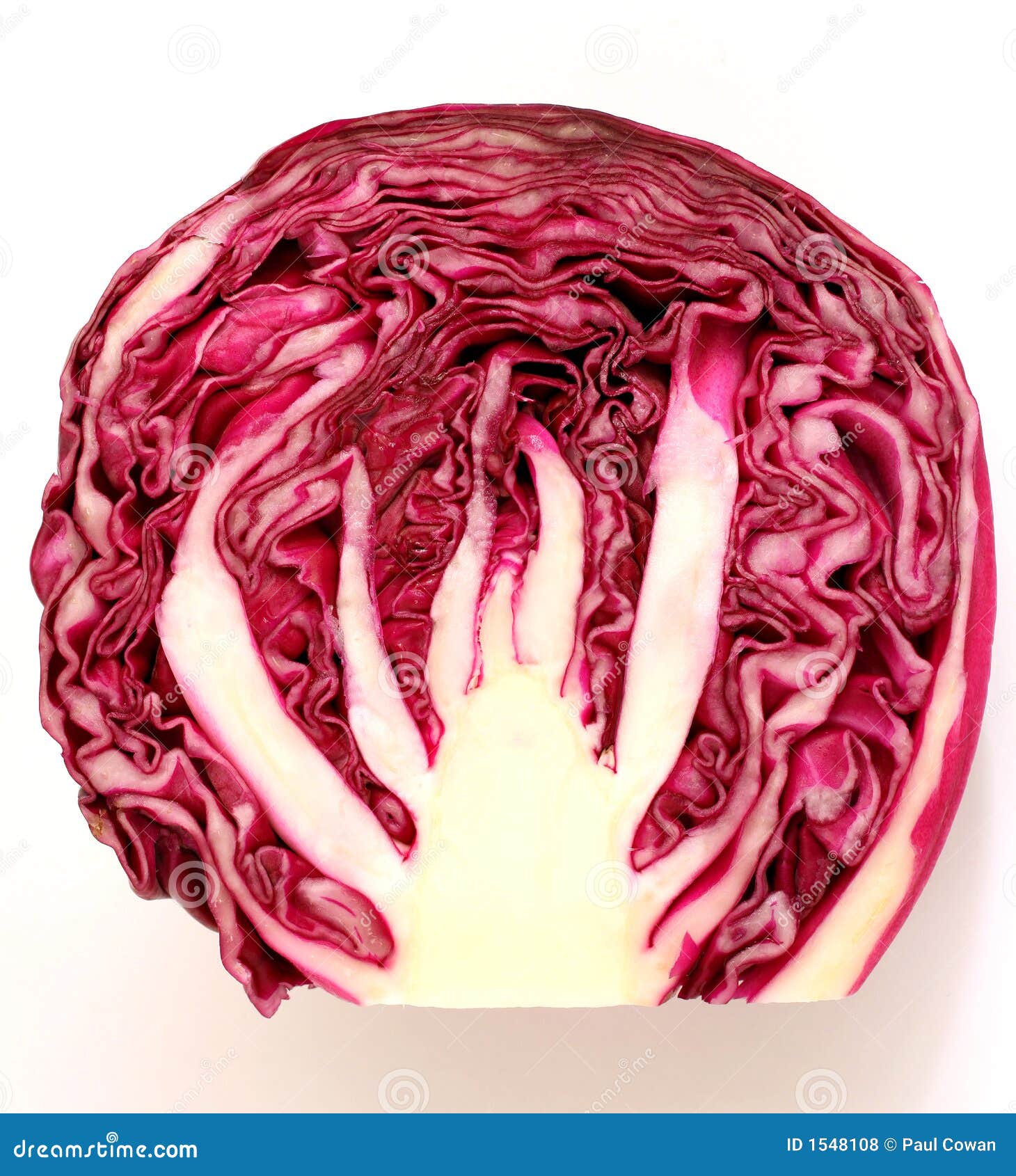Red cabbage slice stock photo. Image of health, abstract - 1548108