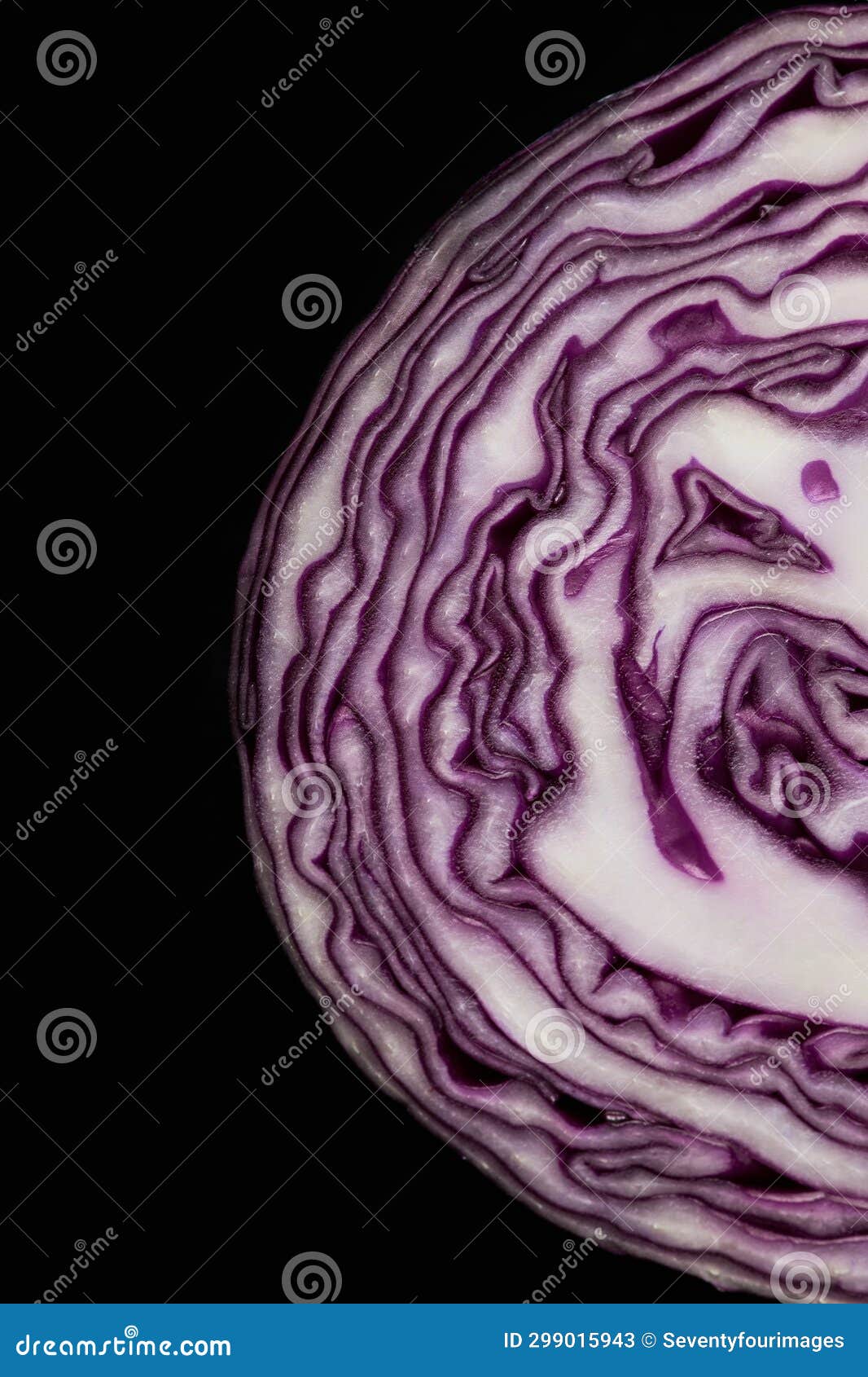 Red Cabbage Slice with Abstract Lines Stock Image - Image of cabbage ...