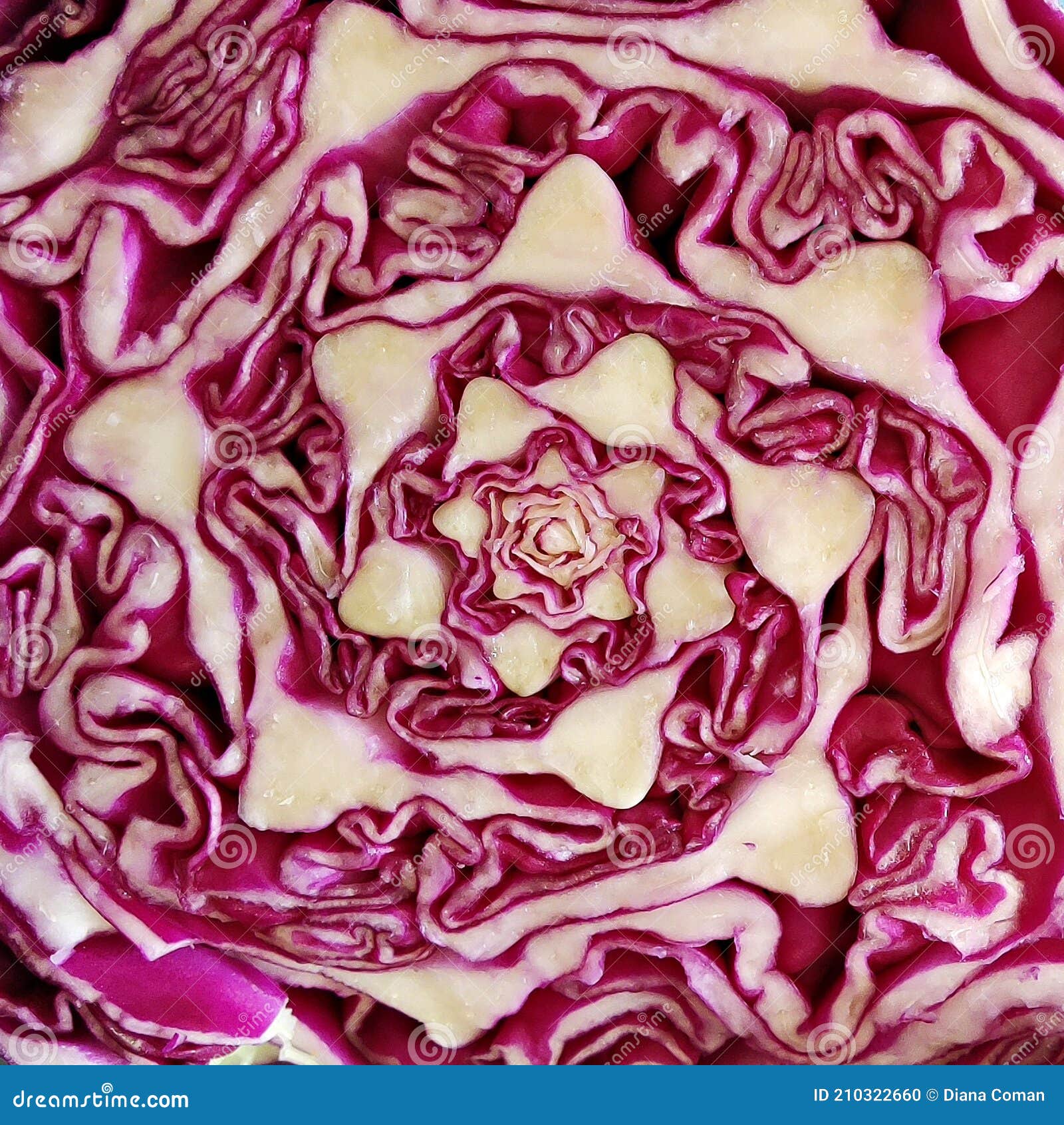 Red Cabbage Slice - Abstract Shapes Stock Photo - Image of pattern ...
