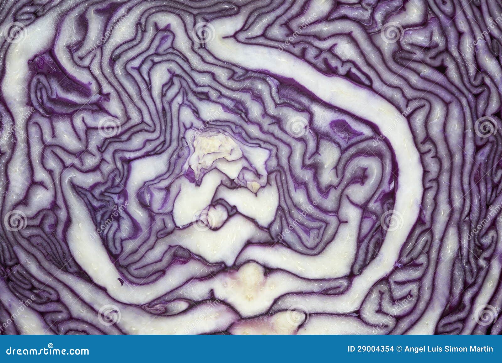 Red cabbage texture stock photo. Image of purple, leaves - 29004354