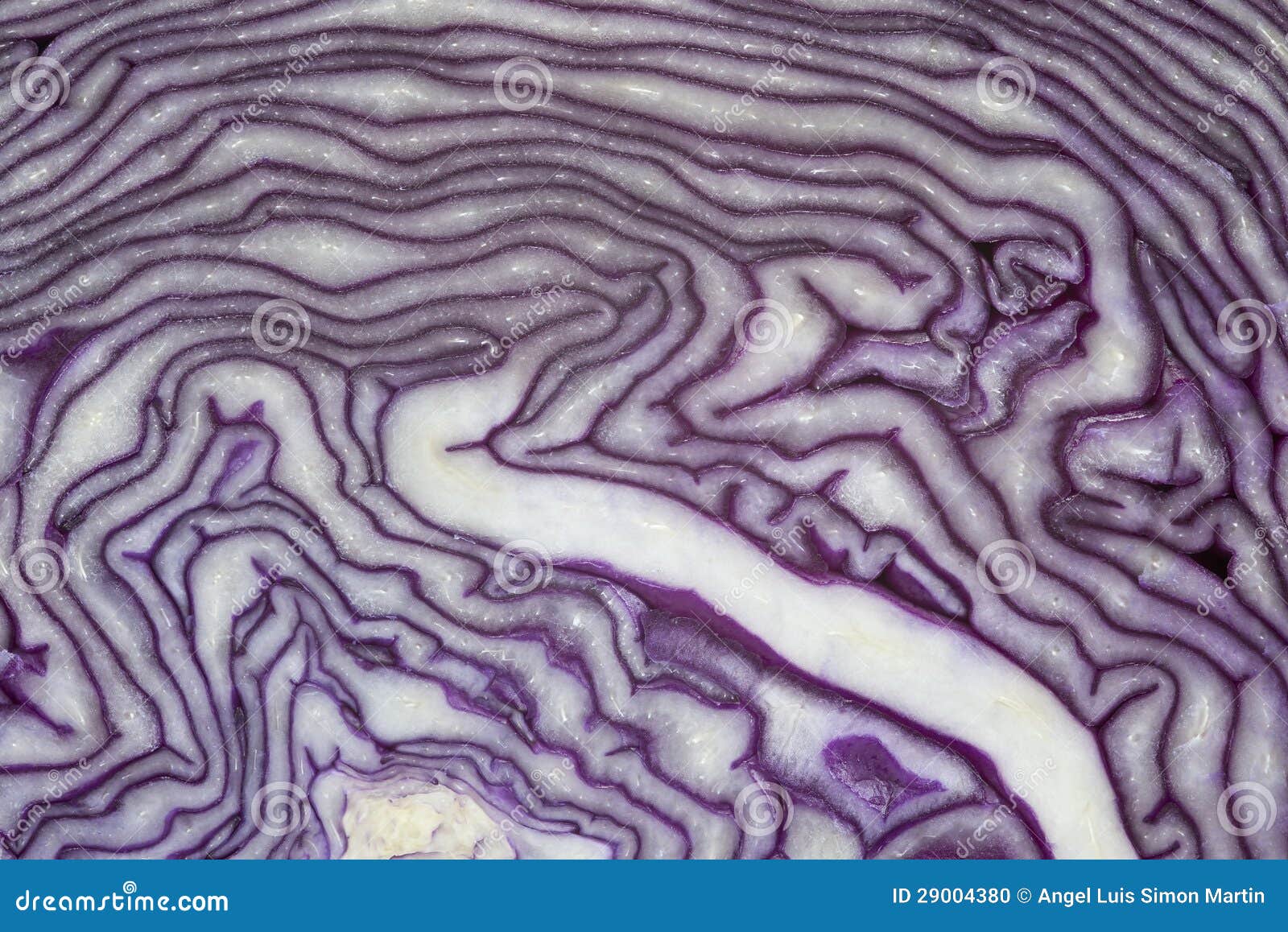 Red cabbage texture stock photo. Image of space, greengrocers - 29004380