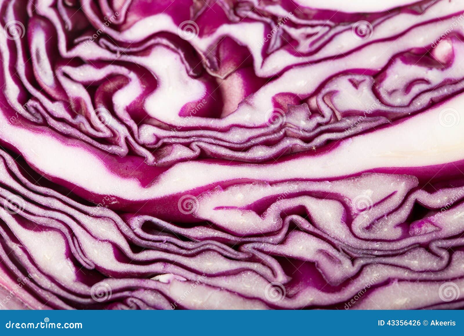 Red cabbage stock photo. Image of nature, ingredient - 43356426