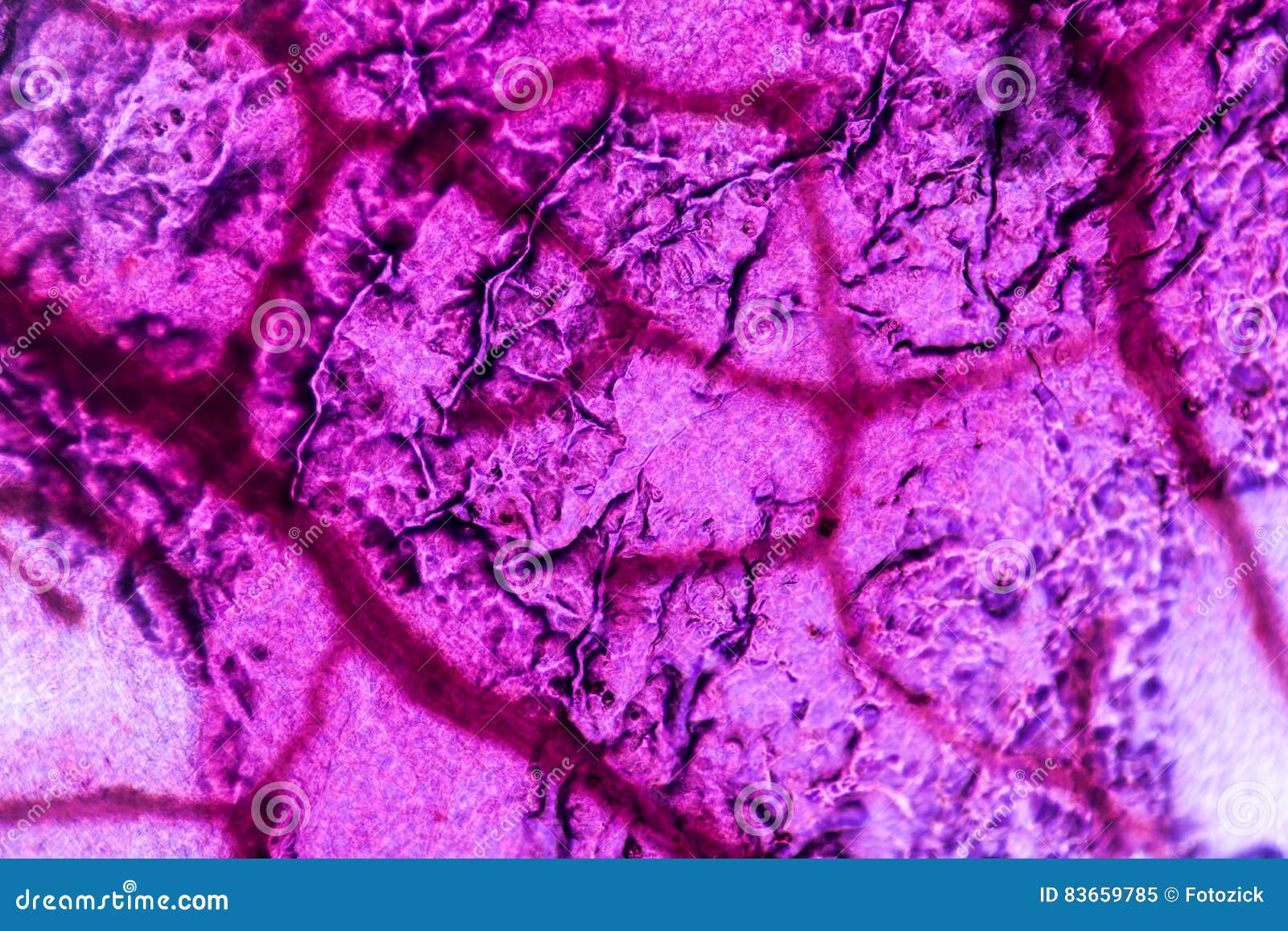 Red cabbage texture stock image. Image of violet, detail - 83659785