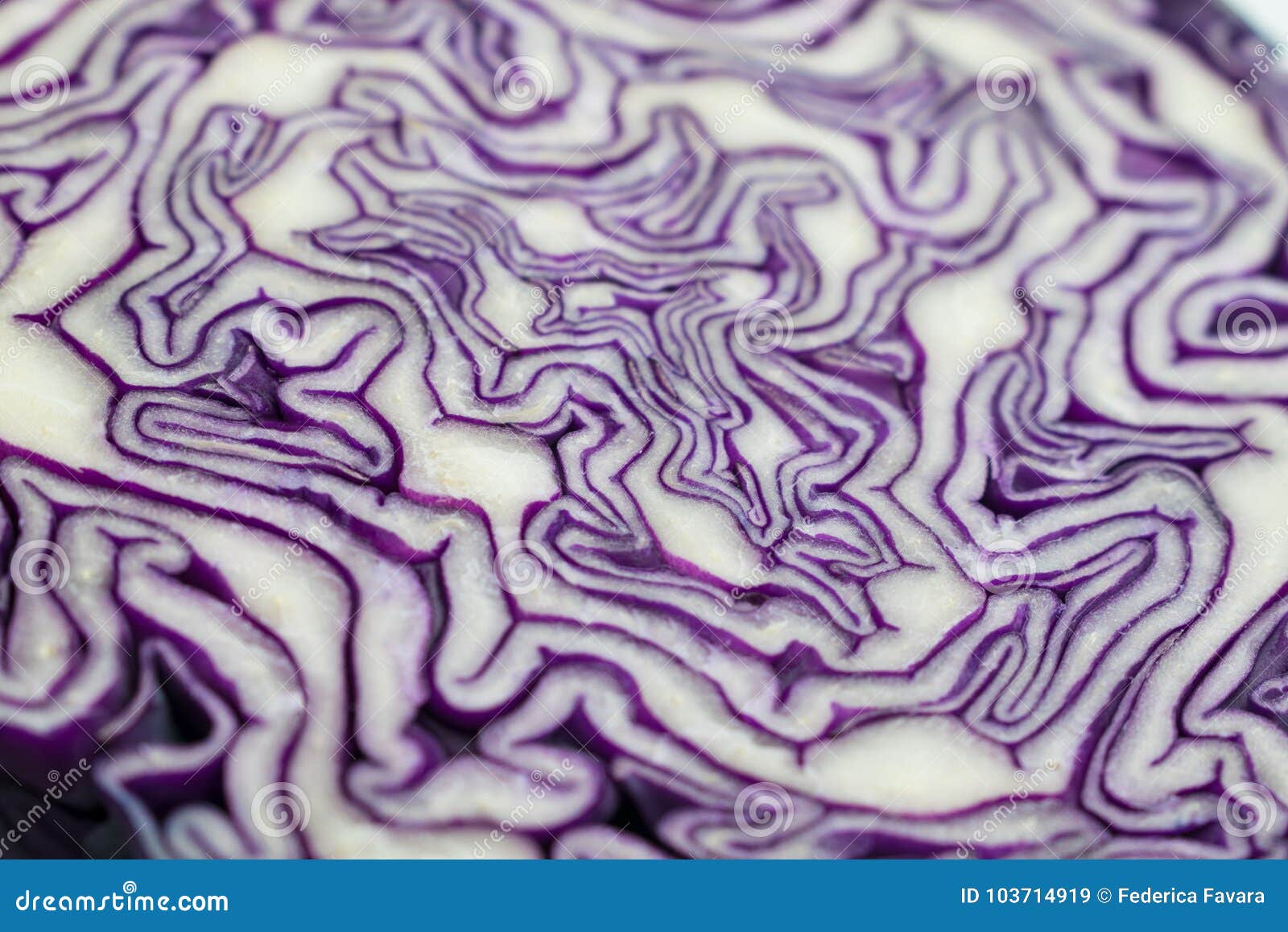 Red cabbage texture stock image. Image of fresh, edible - 103714919