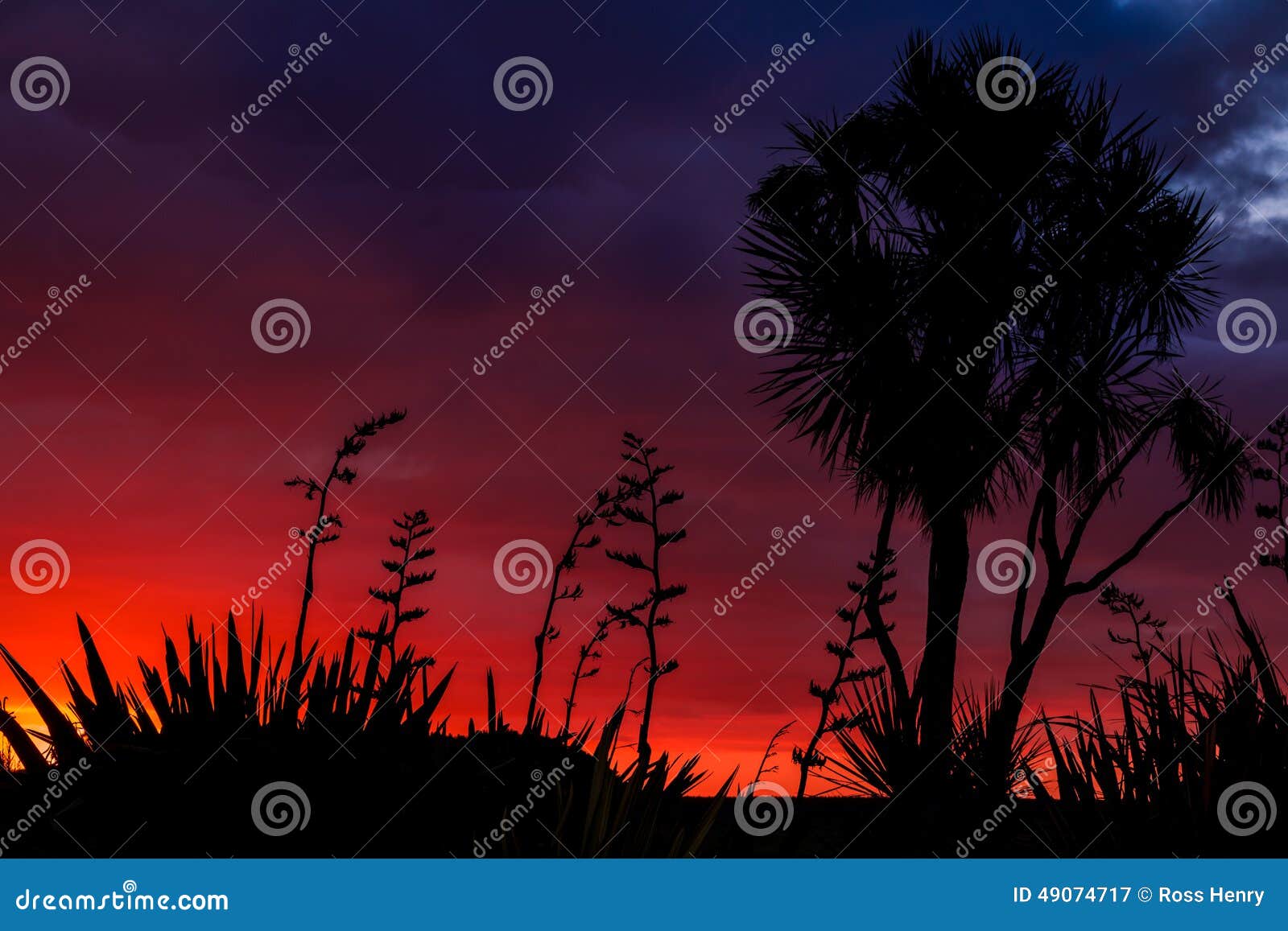 Red Cabbage Tree Silhouette Stock Image - Image of silhouette, dusk ...