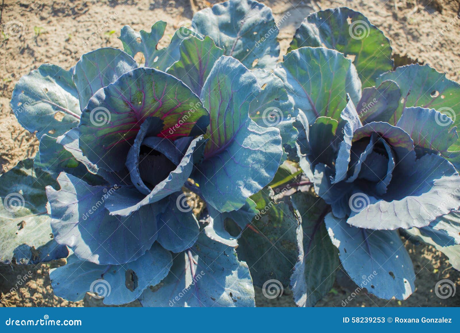 Red Cabbage in Vegetable Garden Stock Image - Image of gardening, leaf ...