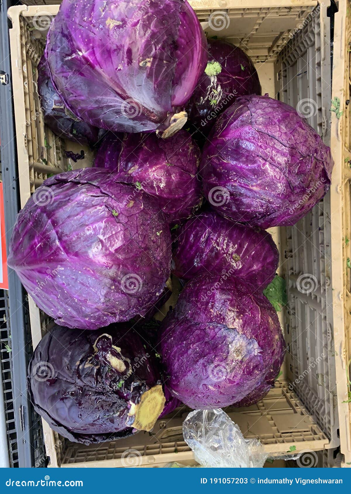 Red cabbage vegetable stock image. Image of petal, produce - 191057203