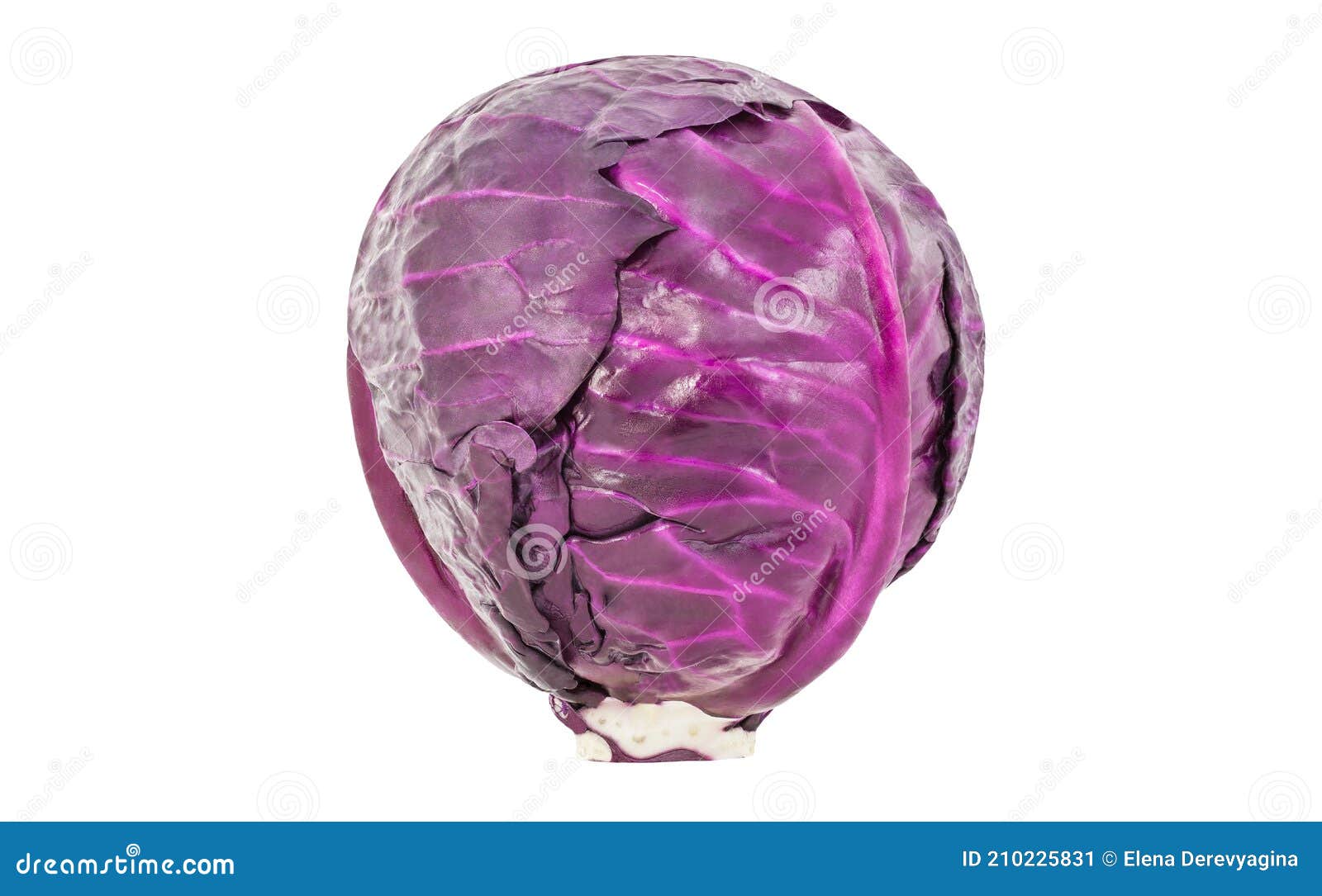 Red Cabbage, Whole One, Isolated on a White Background with Clipping ...