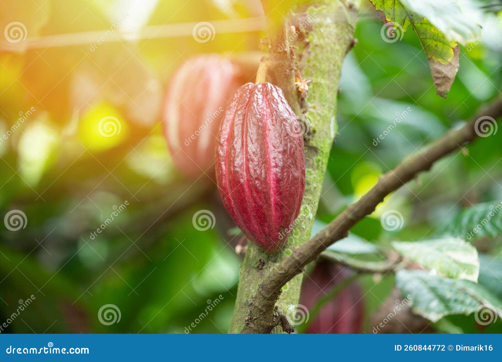 Red cacao pod stock photo. Image of fruit, harvest, chocolate - 260844772