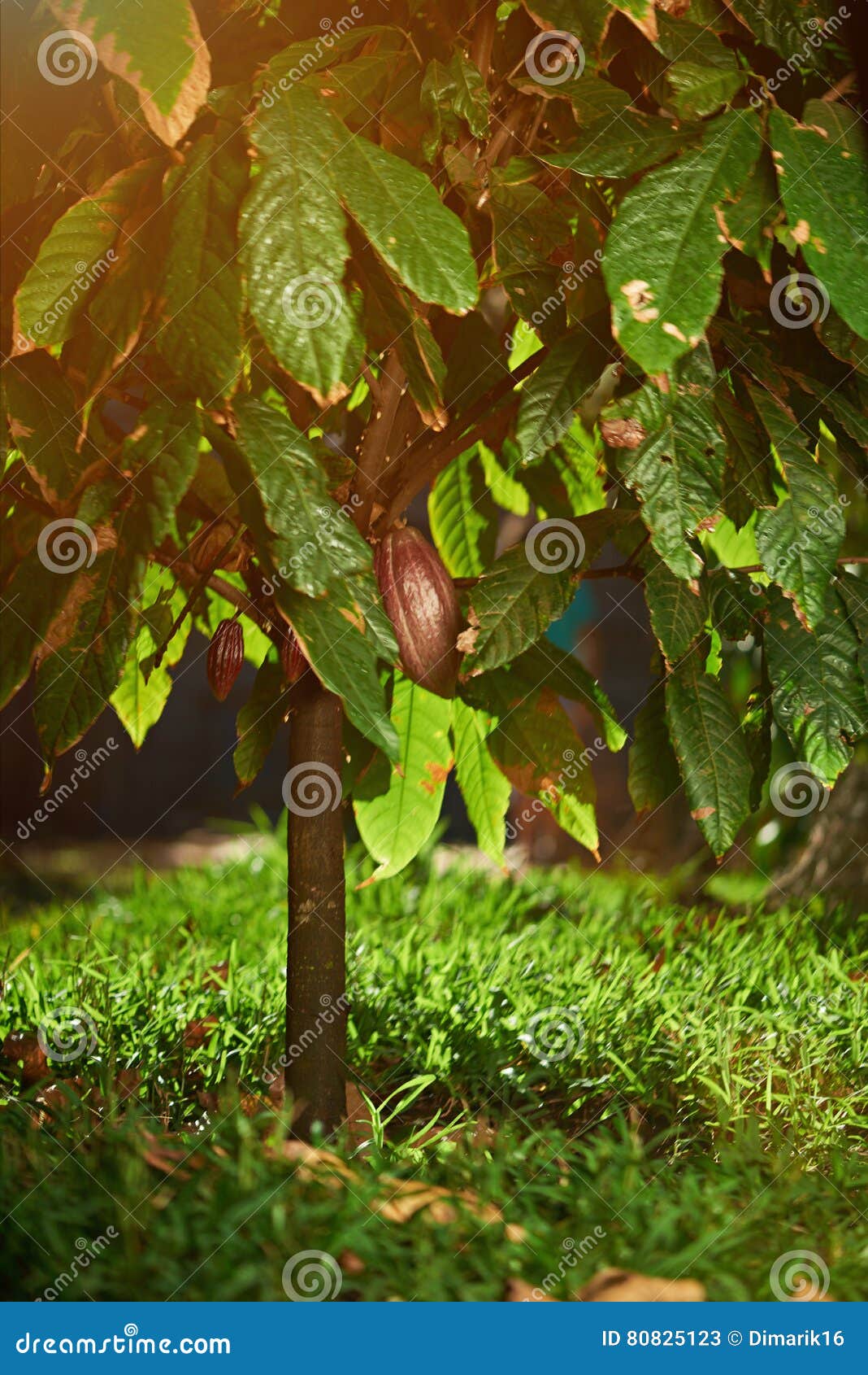 Red cacao pod on tree stock image. Image of organic, garden - 80825123