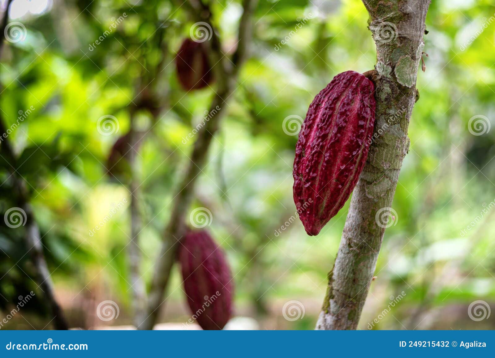 Red Cacao Pod on Tree, Source of Chocolates Stock Photo - Image of ...