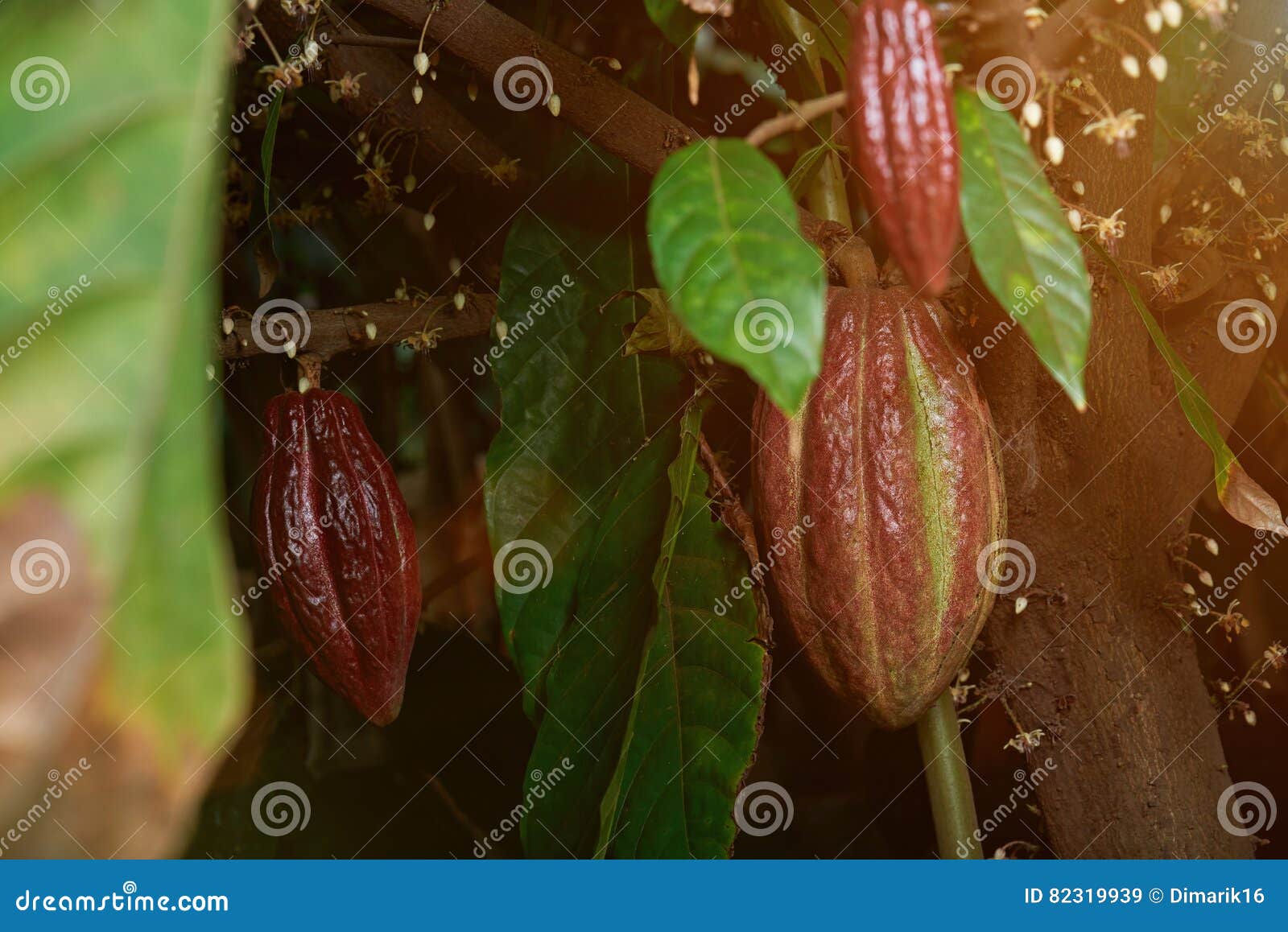 Red cacao pods on tree stock image. Image of flower, garden - 82319939