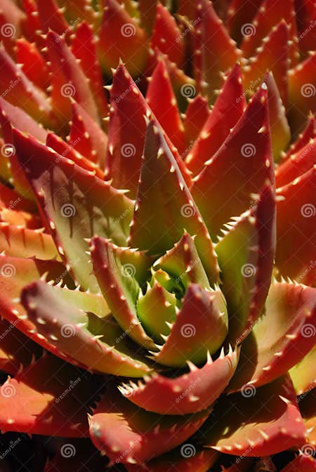 Red cactus stock image. Image of closeup, jealous, depth - 10150573