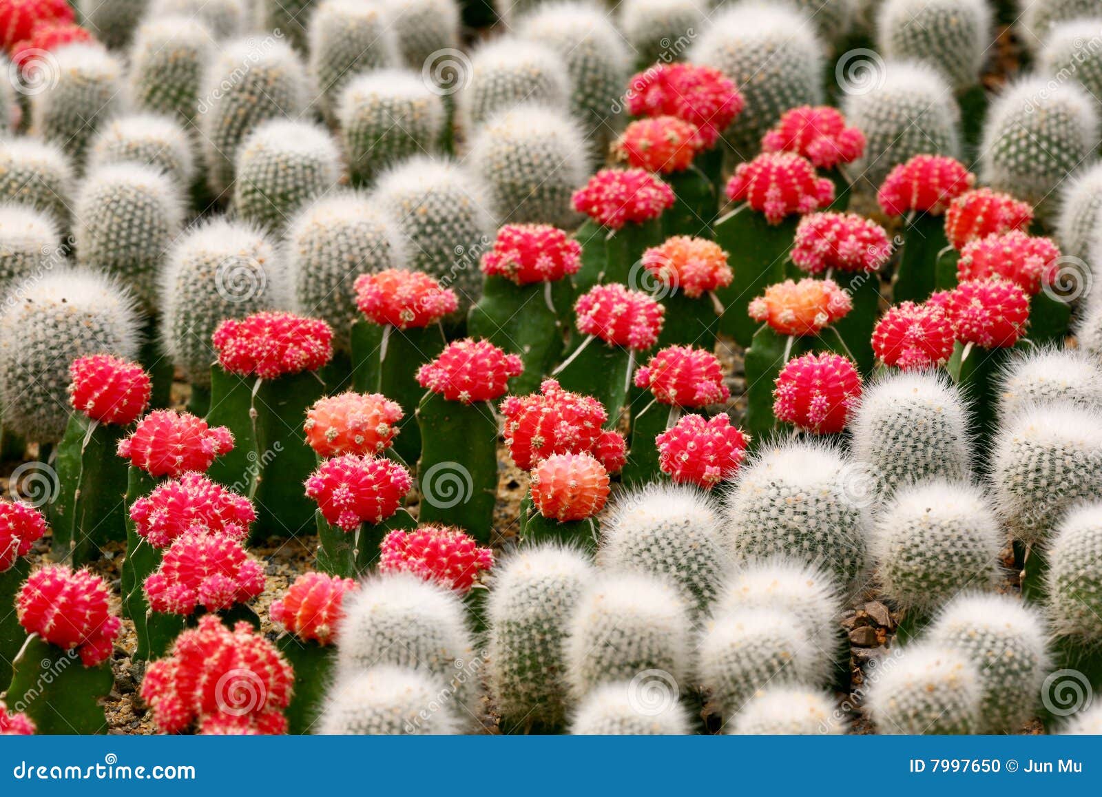 Red cactus stock photo. Image of hurt, plant, nature, grow - 7997650