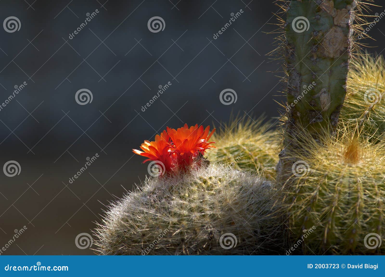 Red Cactus Flower stock image. Image of toursim, travel - 2003723