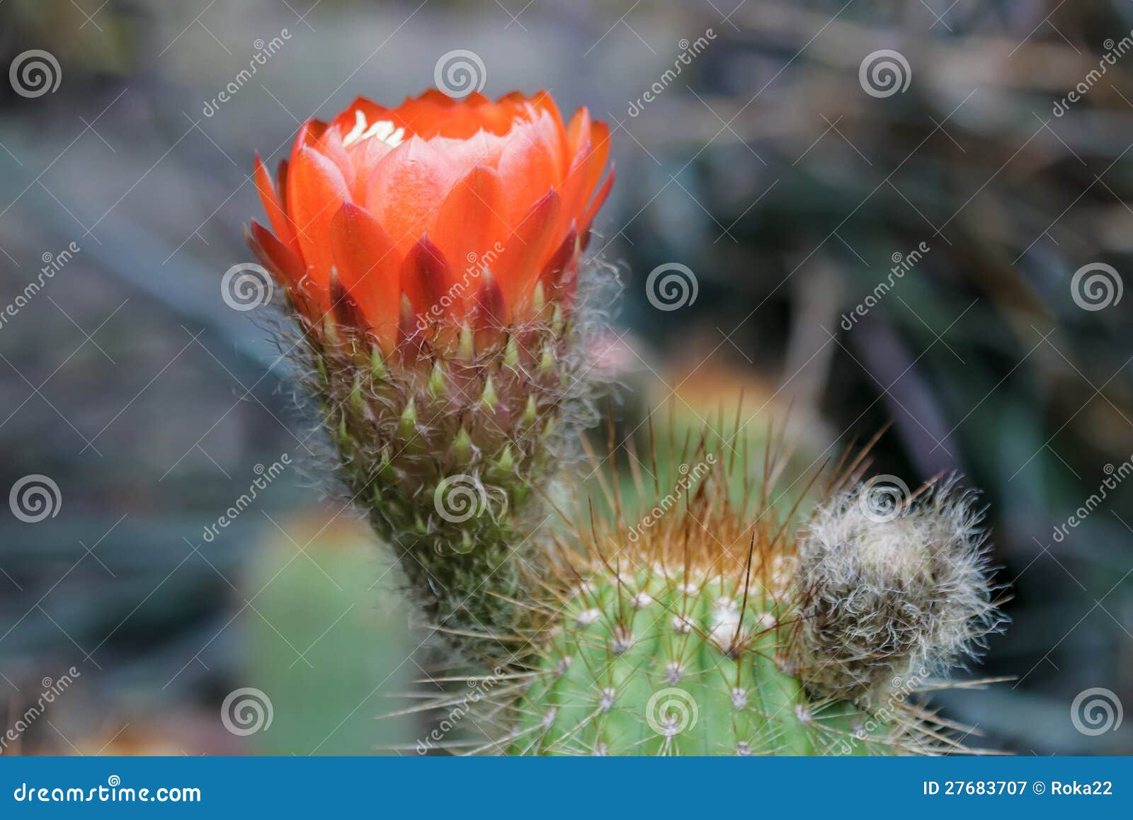 Red Cactus Flower stock image. Image of beautiful, flowers - 27683707
