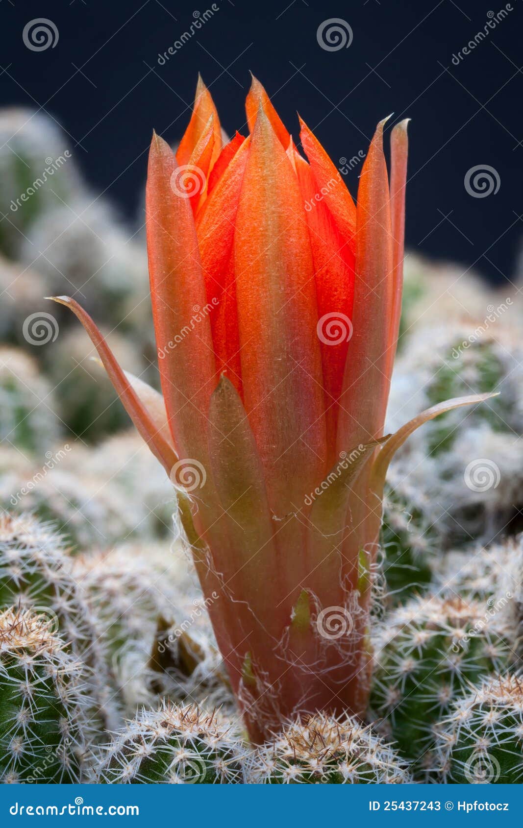 Red cactus flower macro stock image. Image of blooming - 25437243