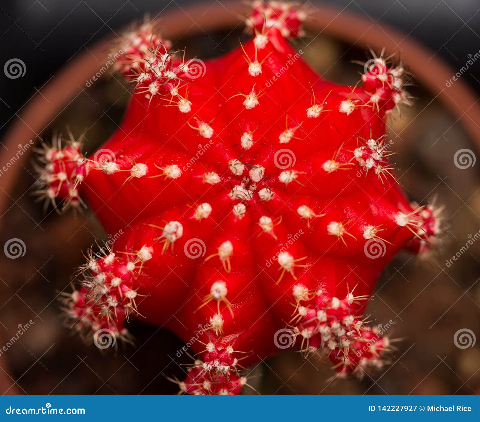 Red cactus flower stock image. Image of cactus, bright - 142227927